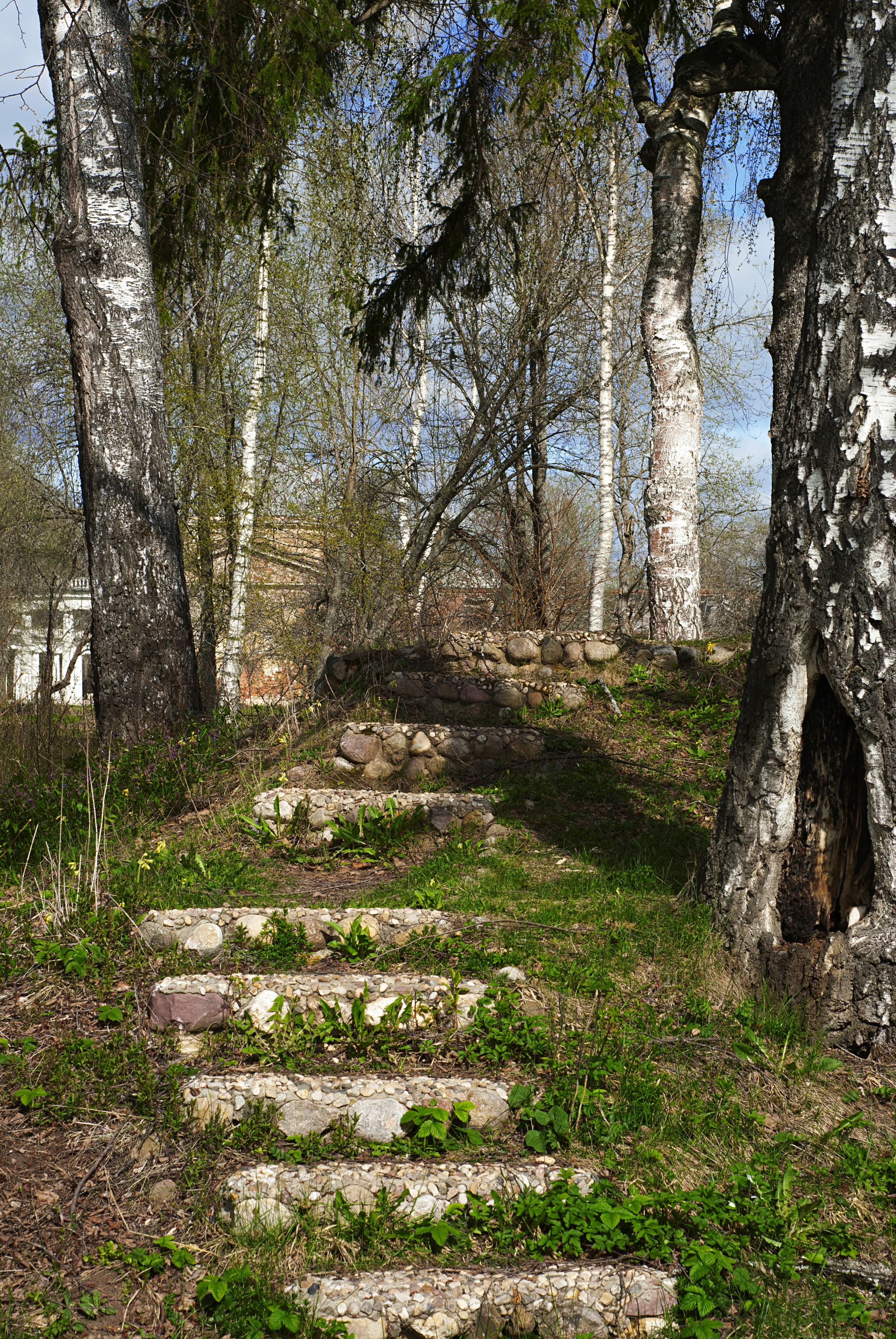 Stone Steps Through a Birch Grove Toward a Sun-Dappled Clearing