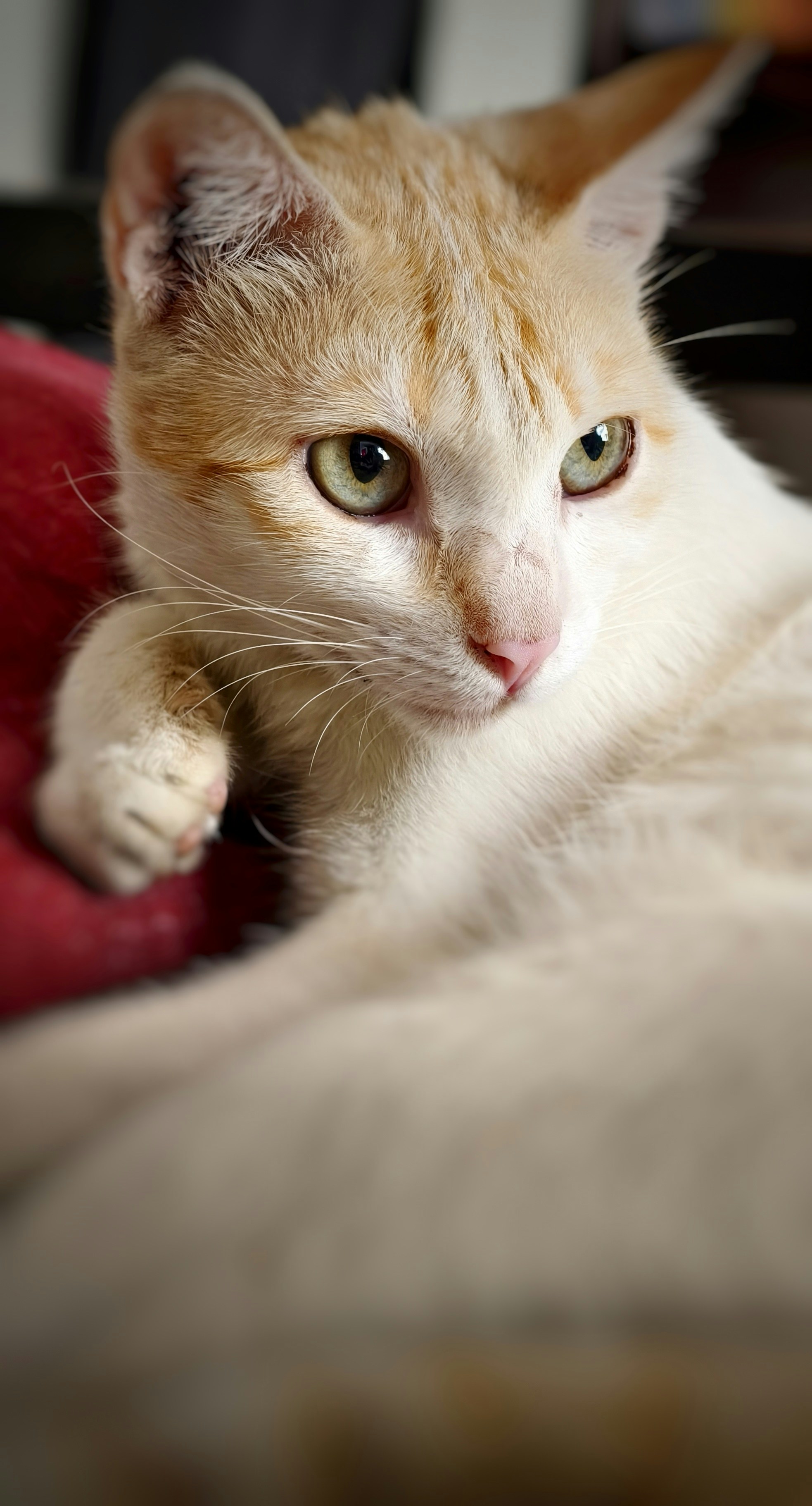 Prince David (@bravoprince) | Communauté photos Unsplash