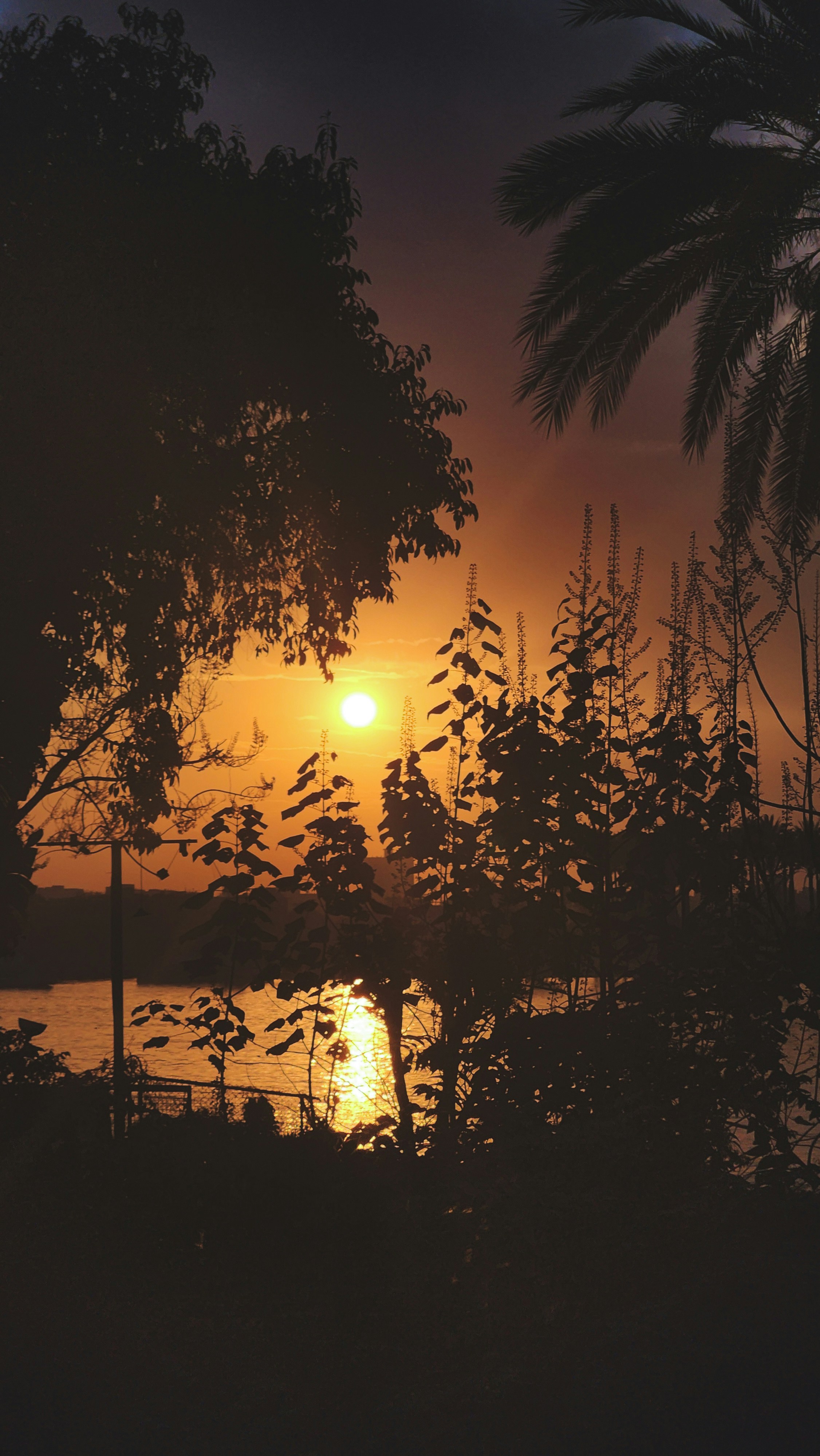 Golden Sunset Through Silhouetted Trees