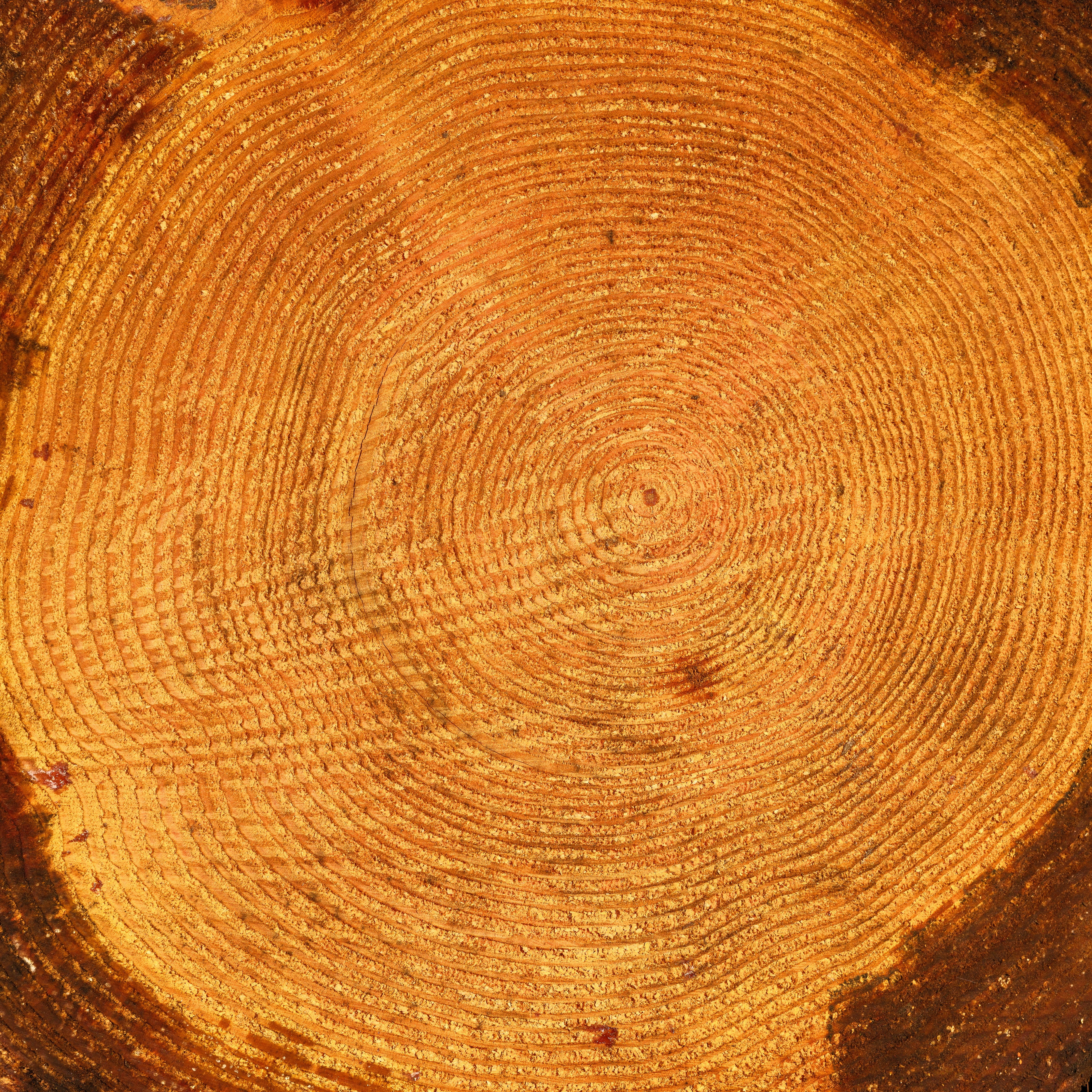 A close up of a tree stump with a circular pattern photo – Free Texture ...