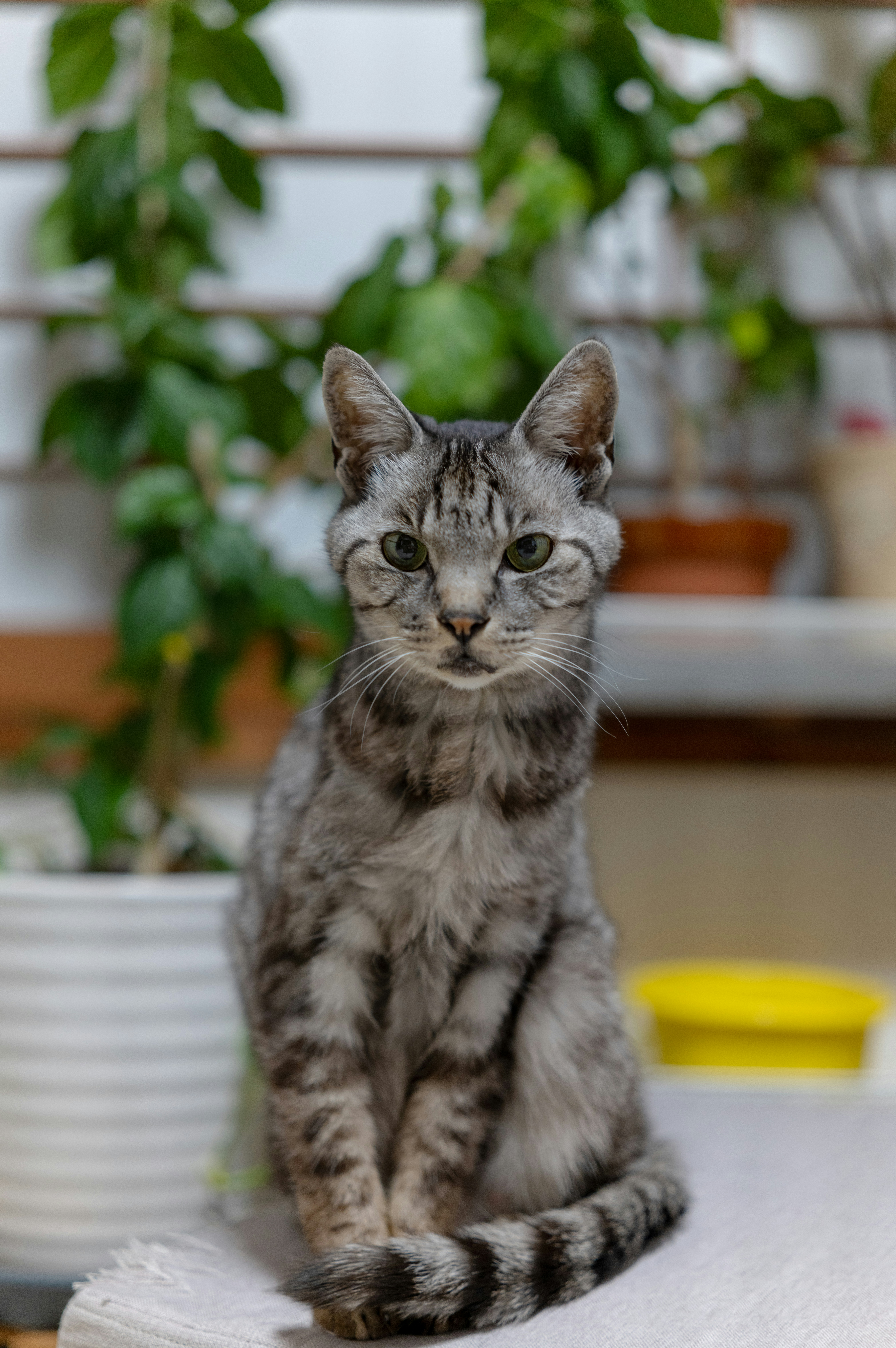 A gray tabby cat sits attentively on a soft surface, surrounded by vibrant green plants and a hint of colorful pottery.