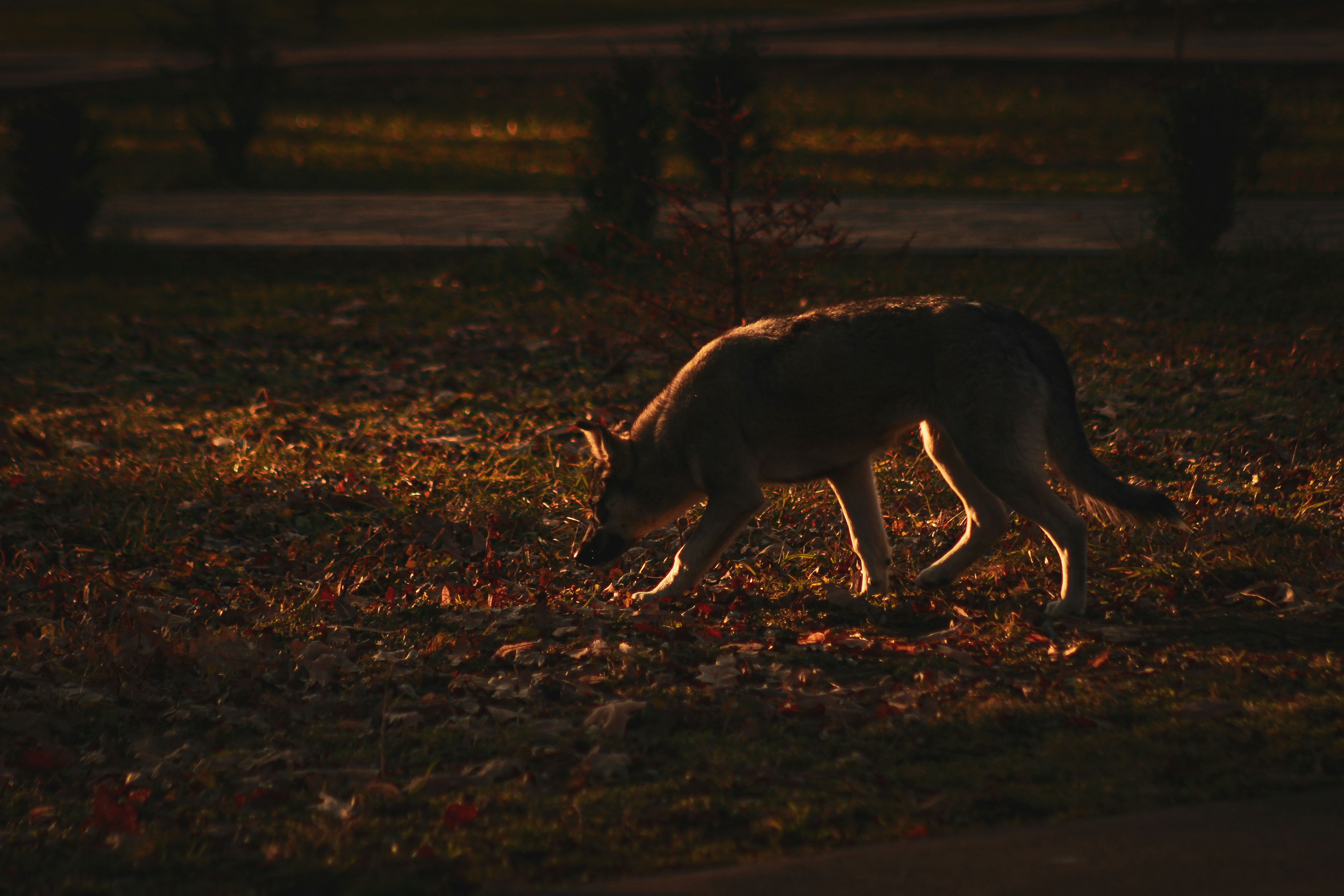 Midnight Hunter: A Lone Canid Steps Through Fallen Leaves