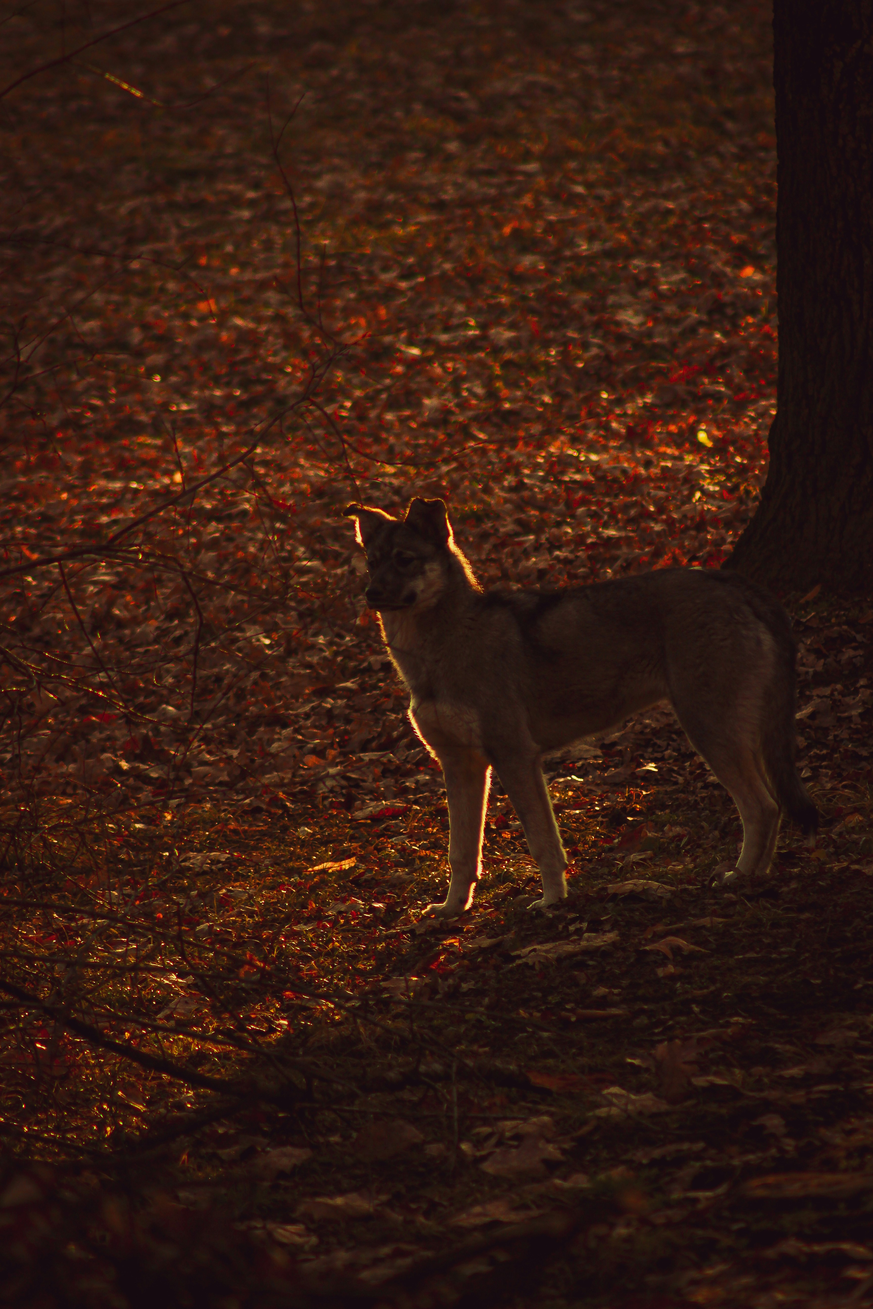 Ember-lit Sentinel: A lone canine patrols a leaf-strewn forest at dusk