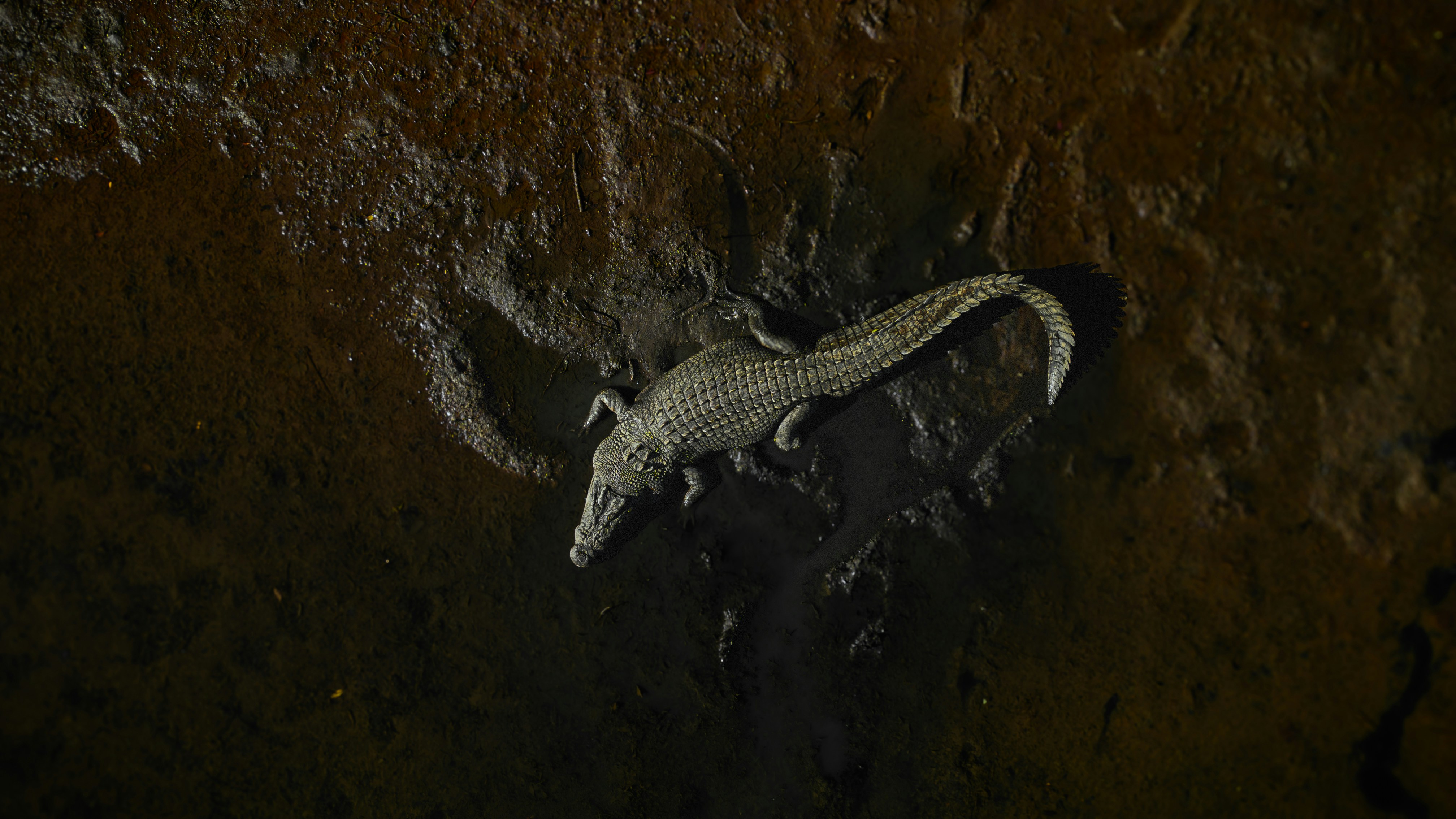 Serpent of the Earth: Aerial Enigma