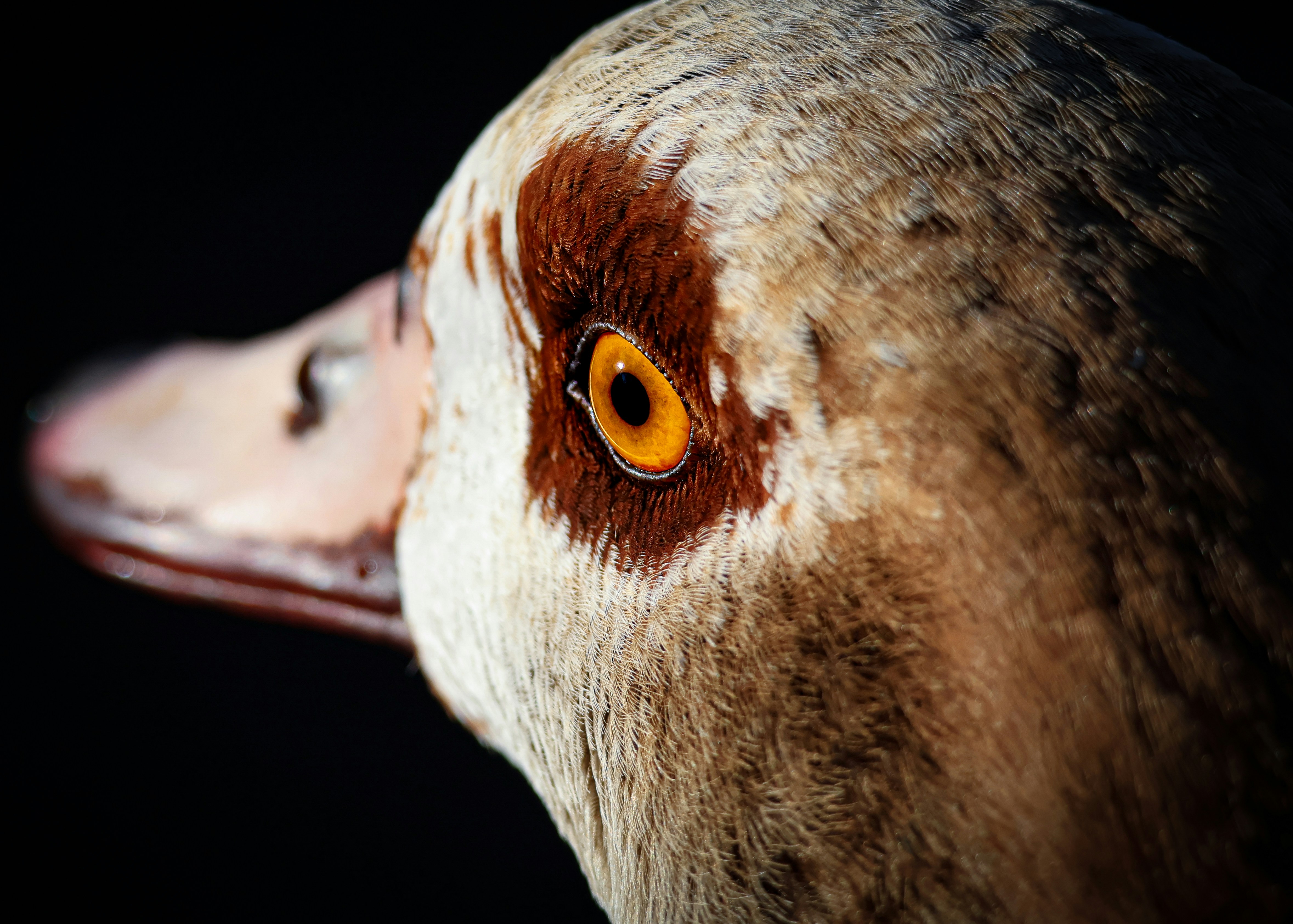 Close-up of a Waterfowl's Eye: The Golden Iris in Focus