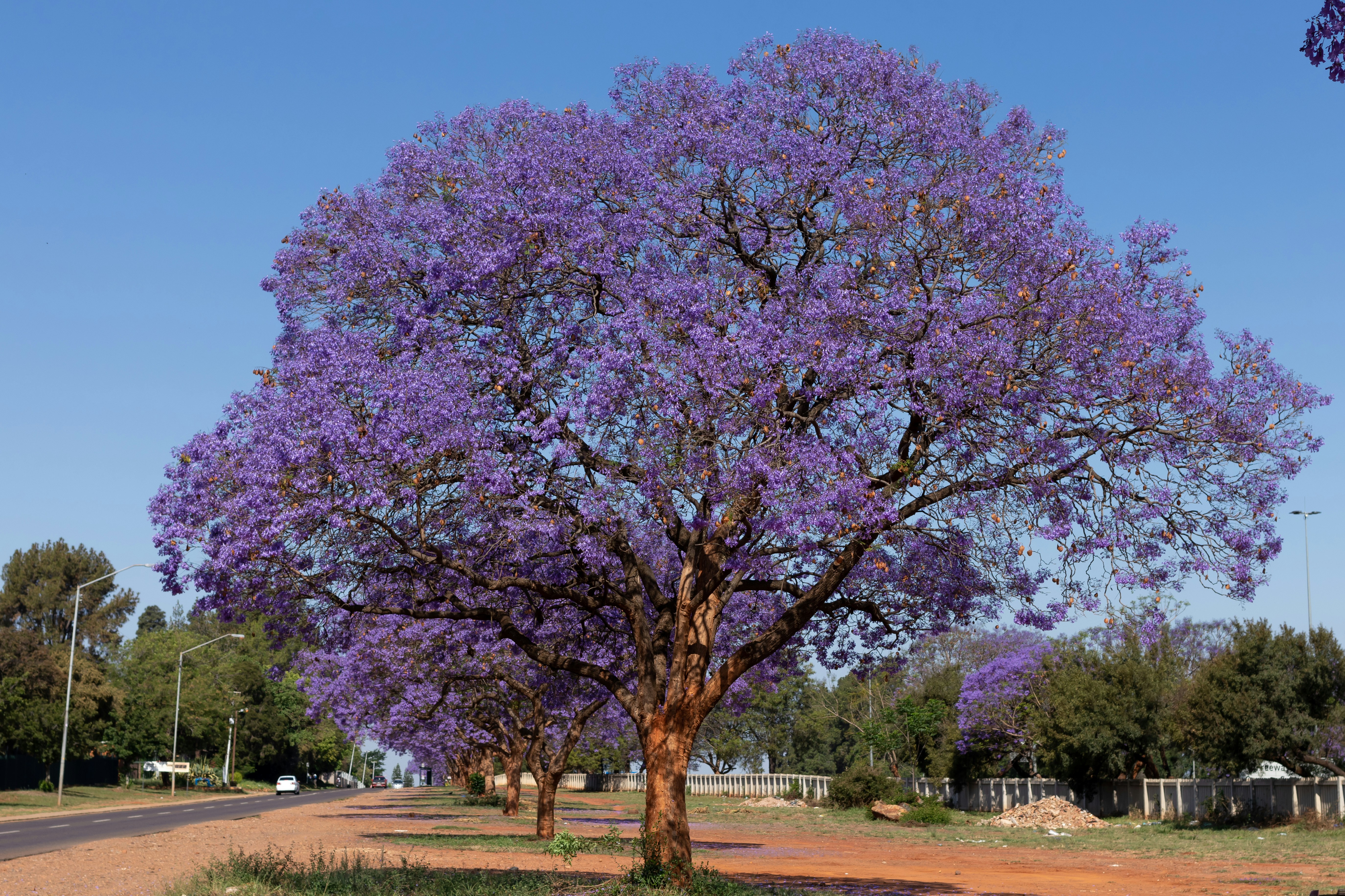 A jacaranda in Pretoria | A large purple tree in the middle of a dirt road