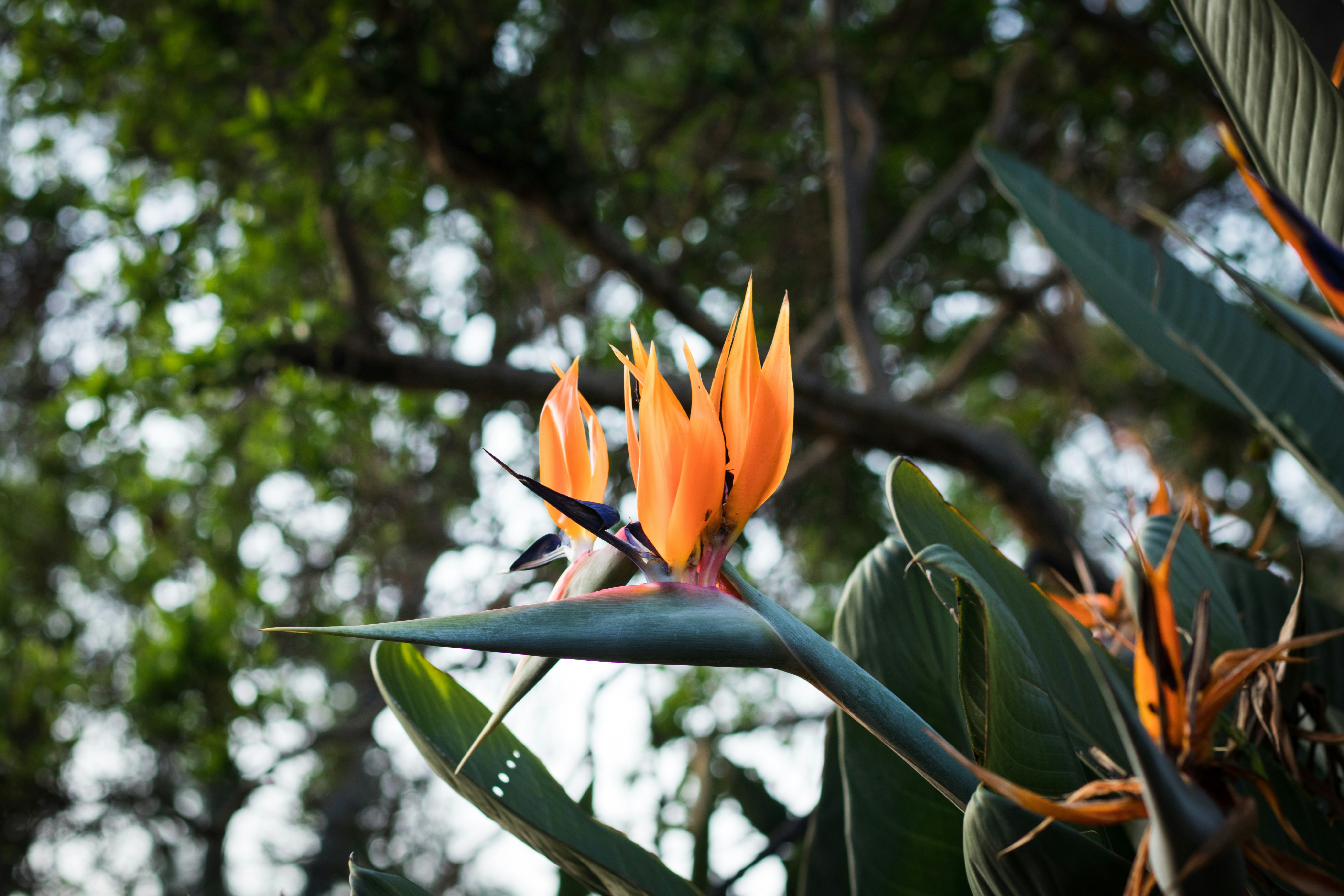 Bird of paradise flower, Strelitzia