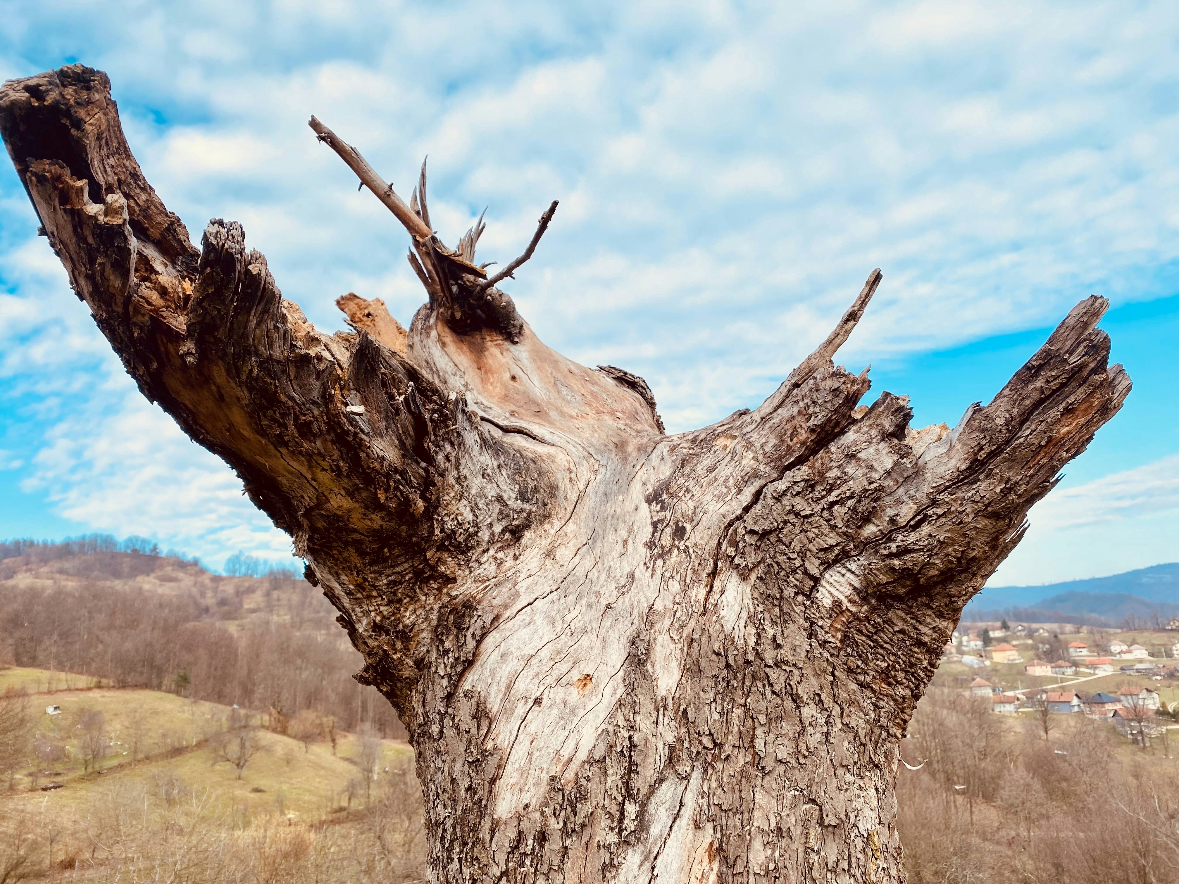 Arms of the Ancients: A Weathered Trunk Reaching Toward a Patchwork Sky