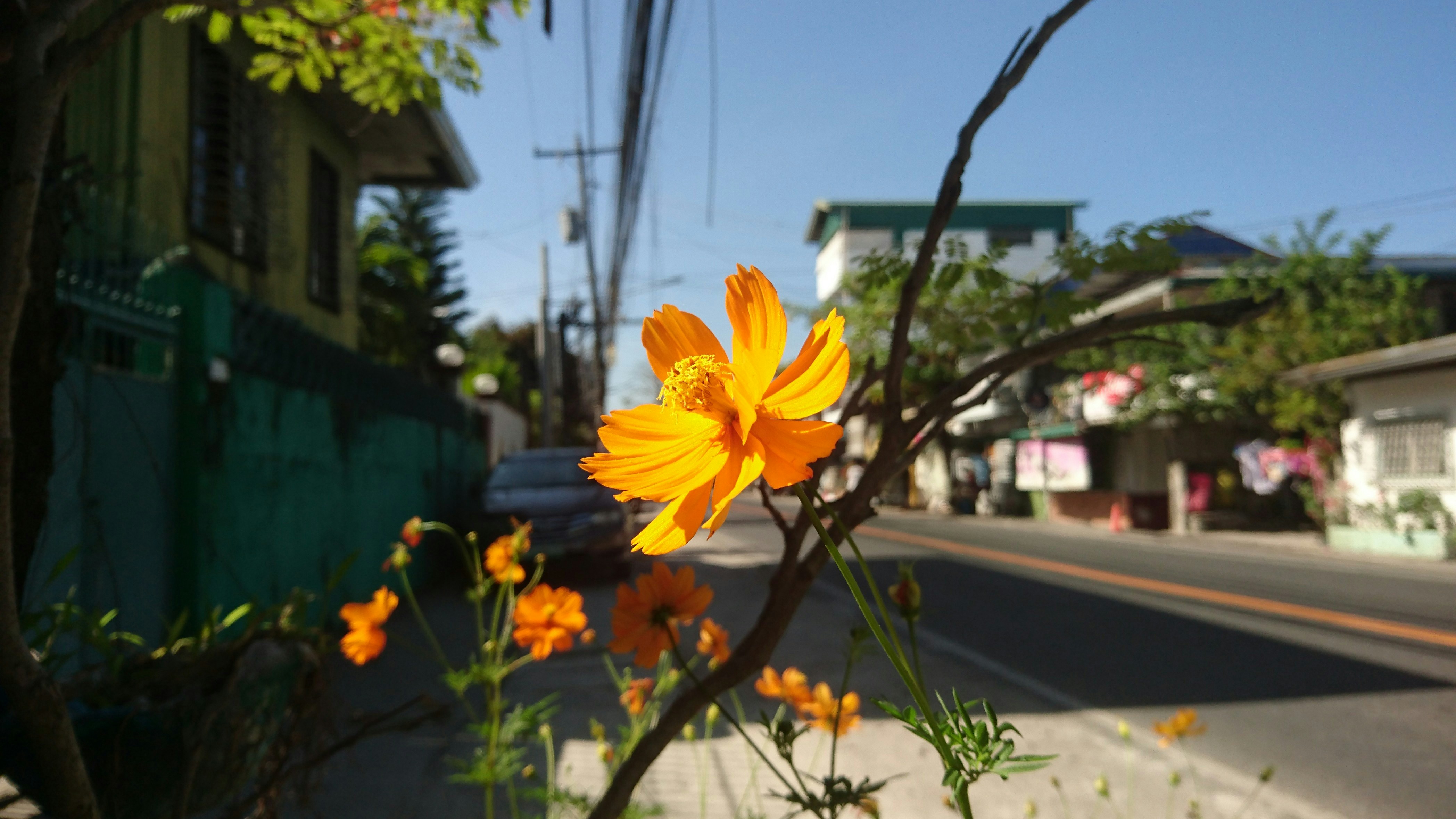 Vivid orange flower illuminated by sunlight against a quiet street backdrop, highlighting intricate petals and vibrant colors.