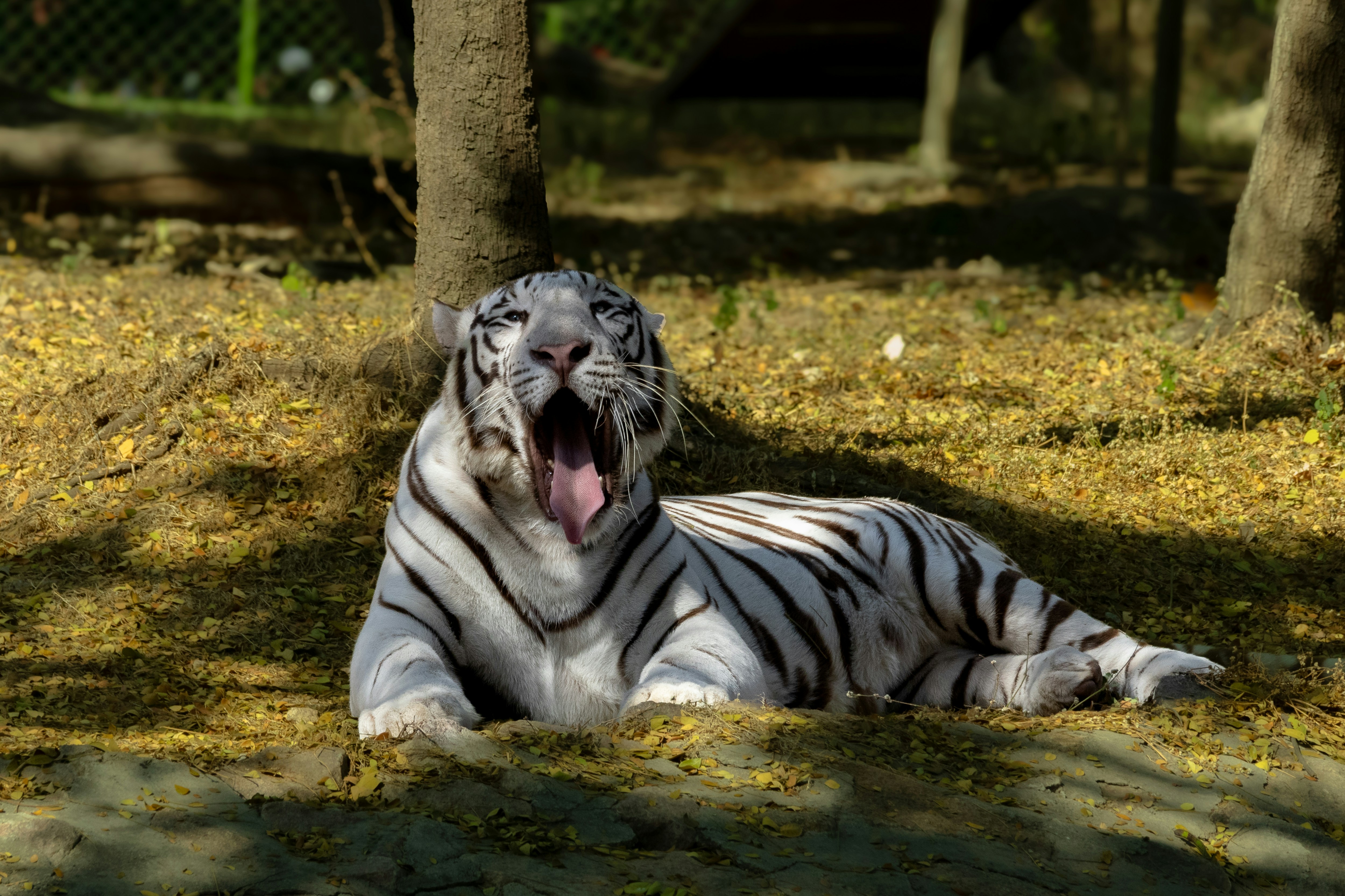 Serene Stripes Amidst Autumn's Warmth