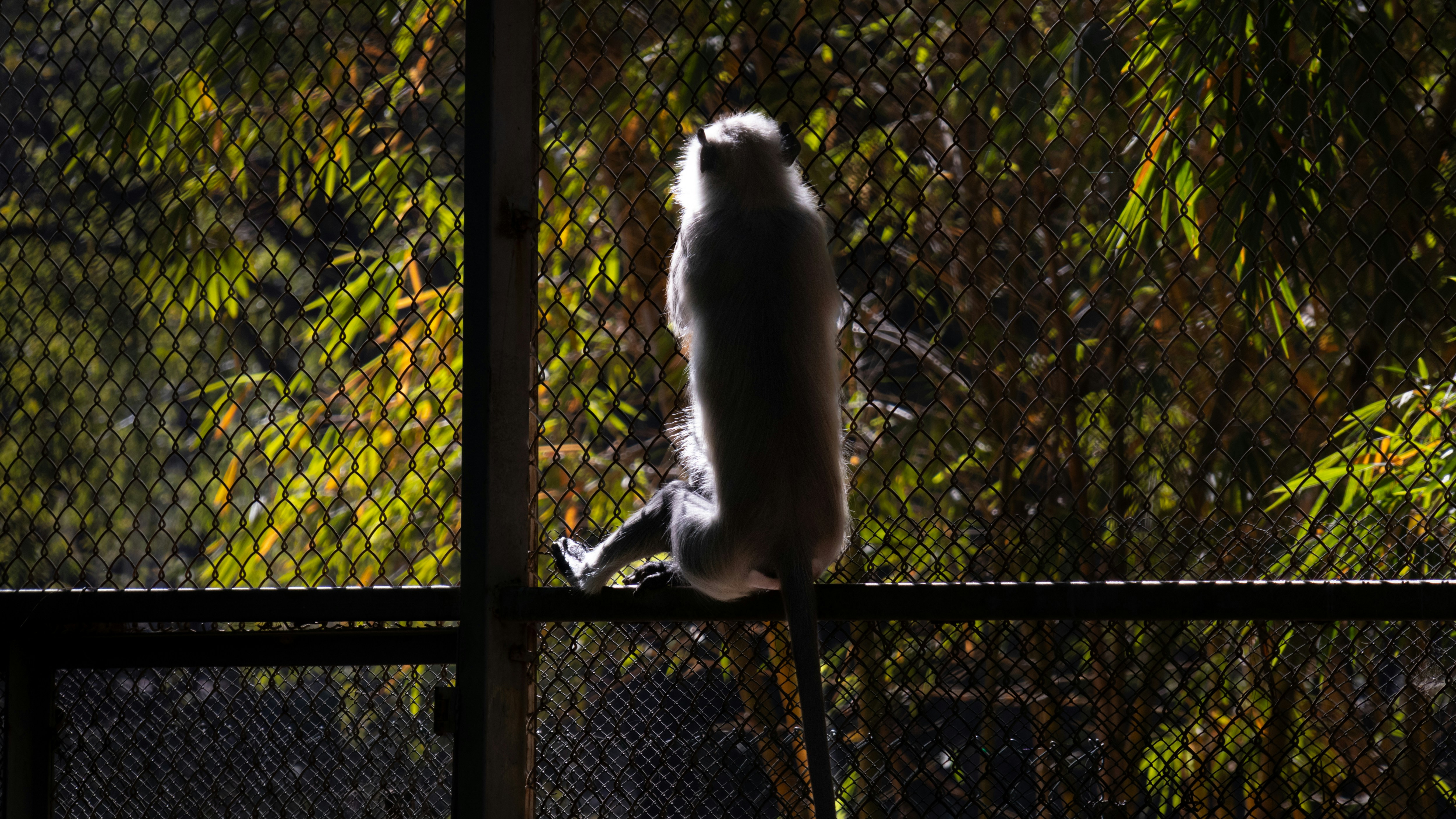 Reflective Solitude Amidst Nature's Mesh