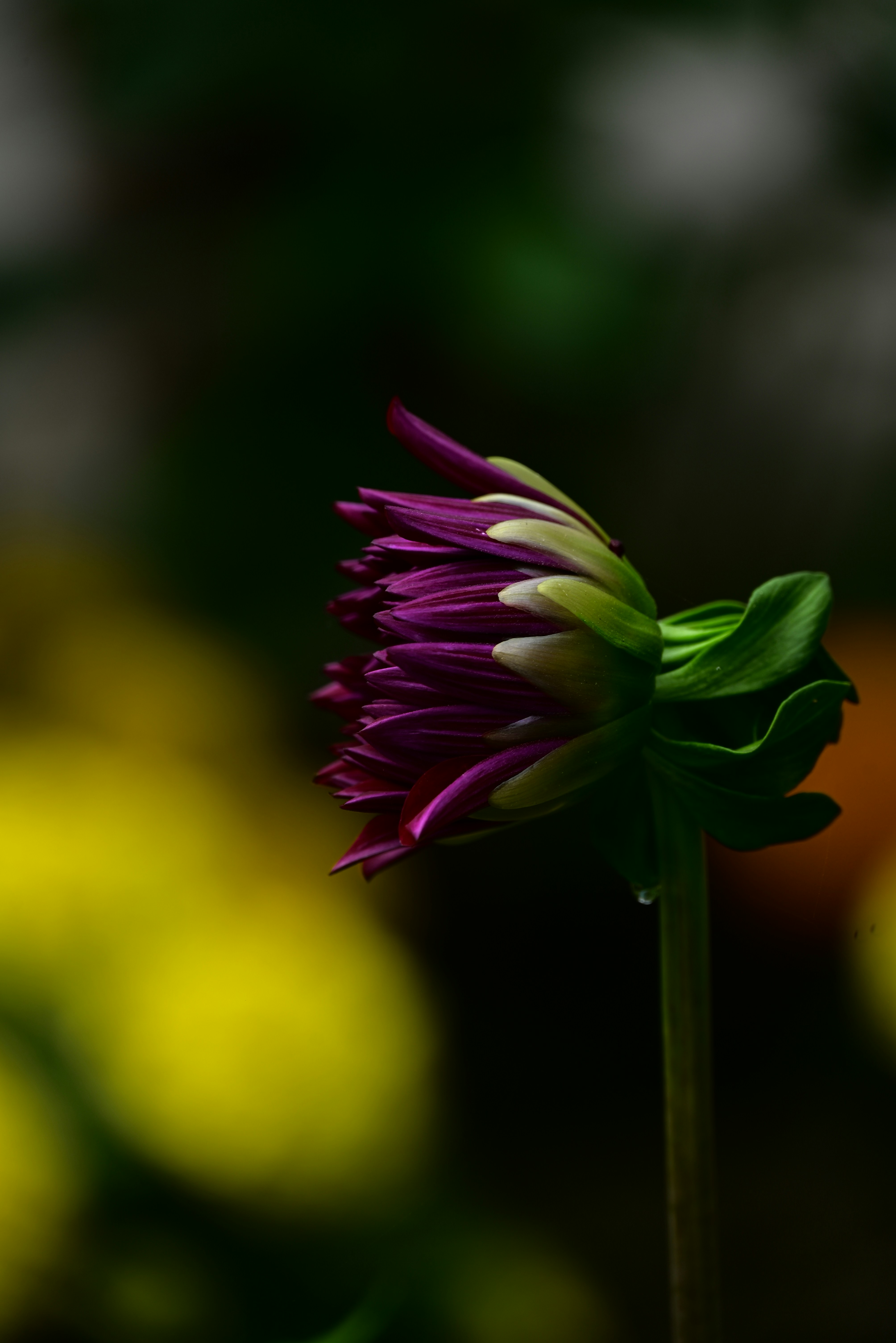 Emerging Purple Chrysanthemum Bud Against a Velvet Night Backdrop