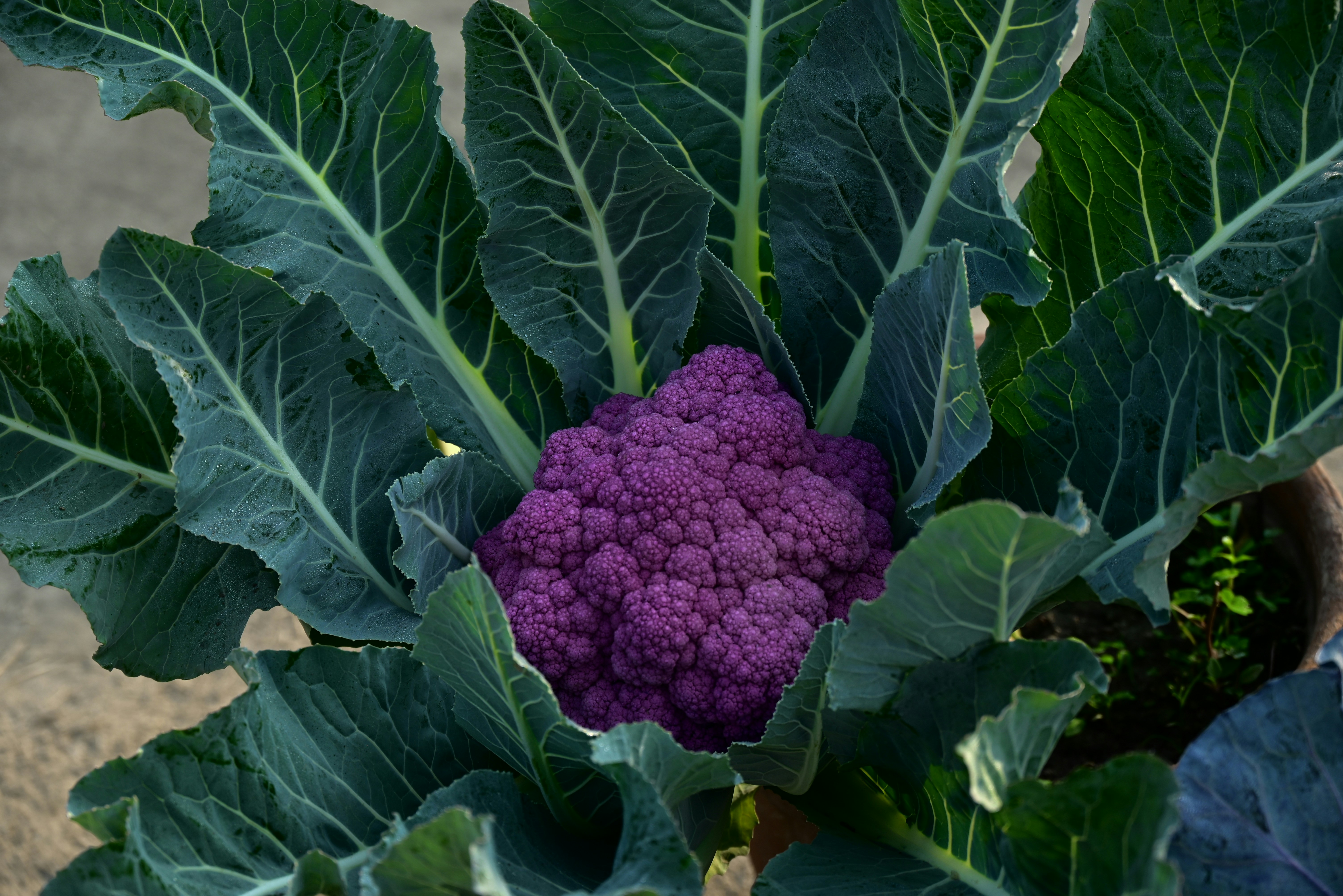 Purple Cauliflower Crown Nestled Among Garden Leaves