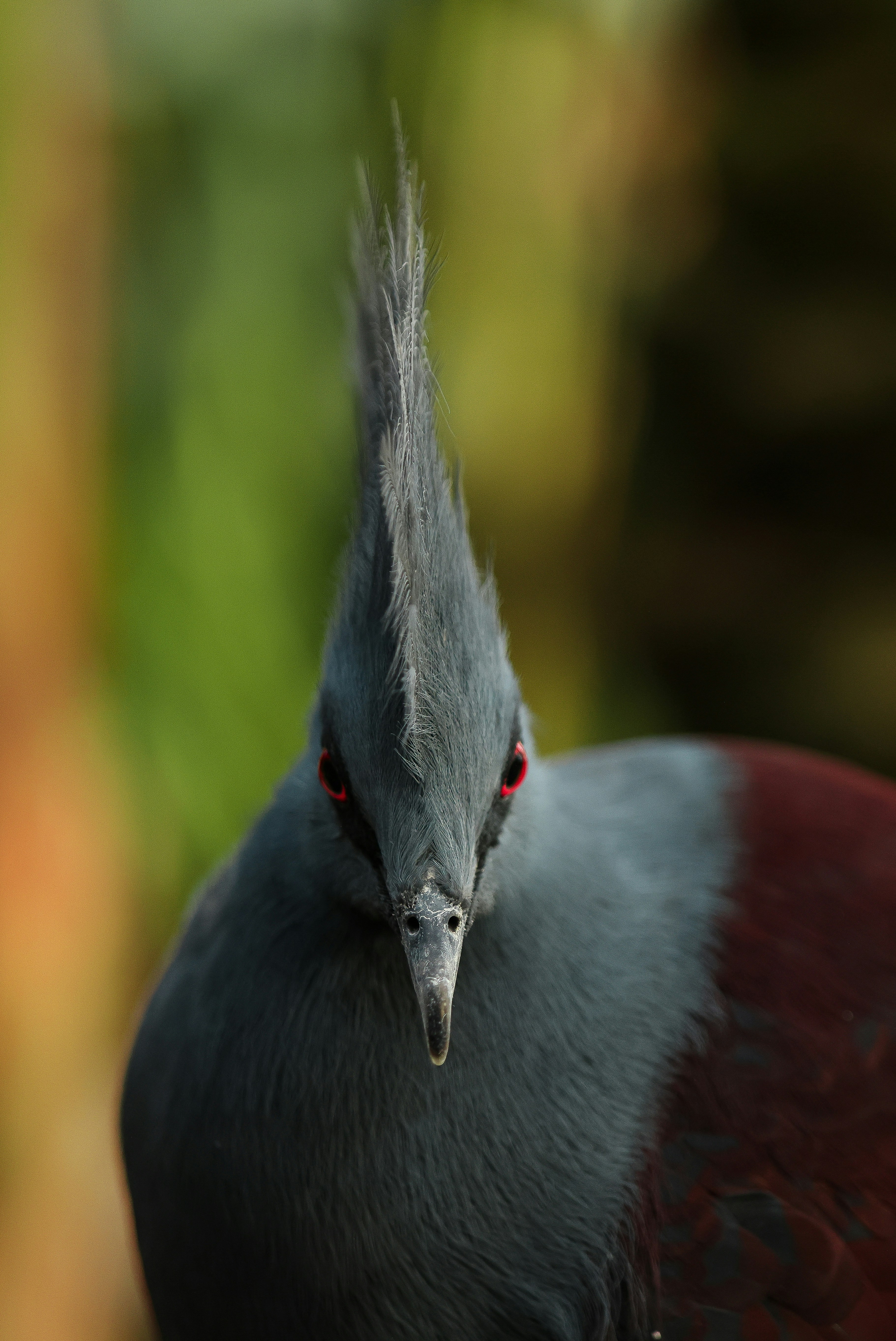 A close up of a bird with a blurry background photo – Free Animal Image ...