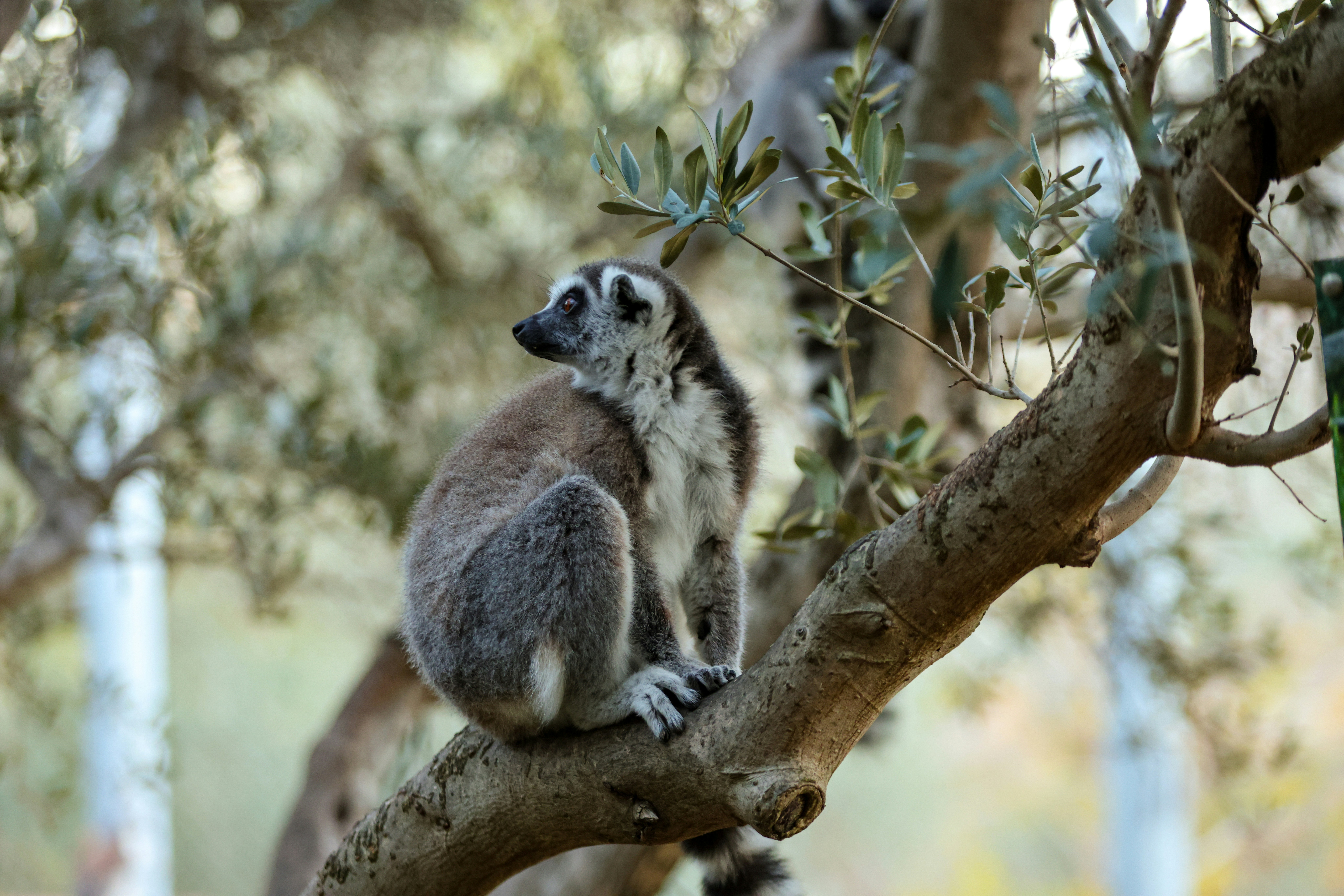 A small animal sitting on a tree branch photo – Free Animal Image on ...