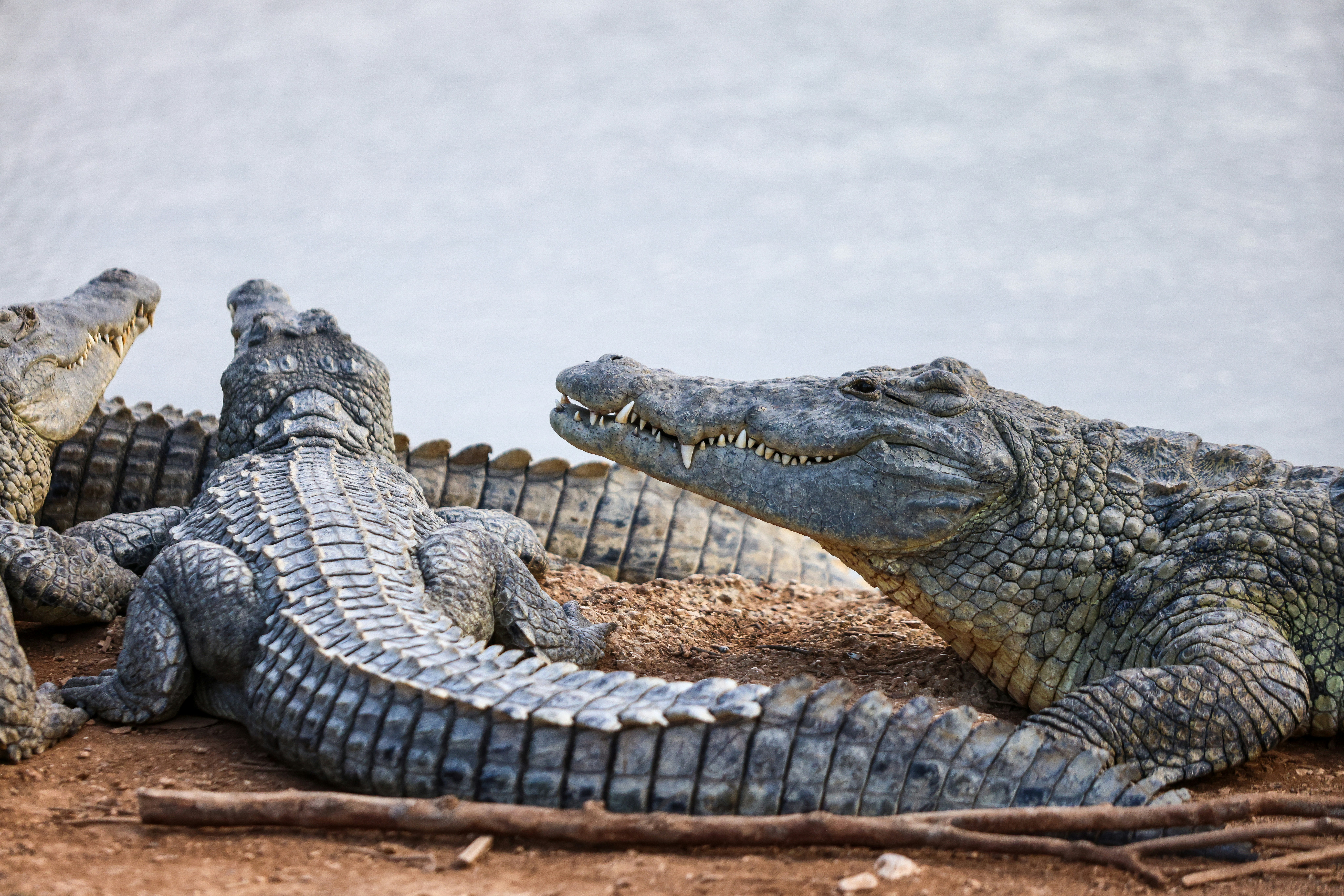 A group of alligators sitting next to each other photo – Free Animal Image on Unsplash