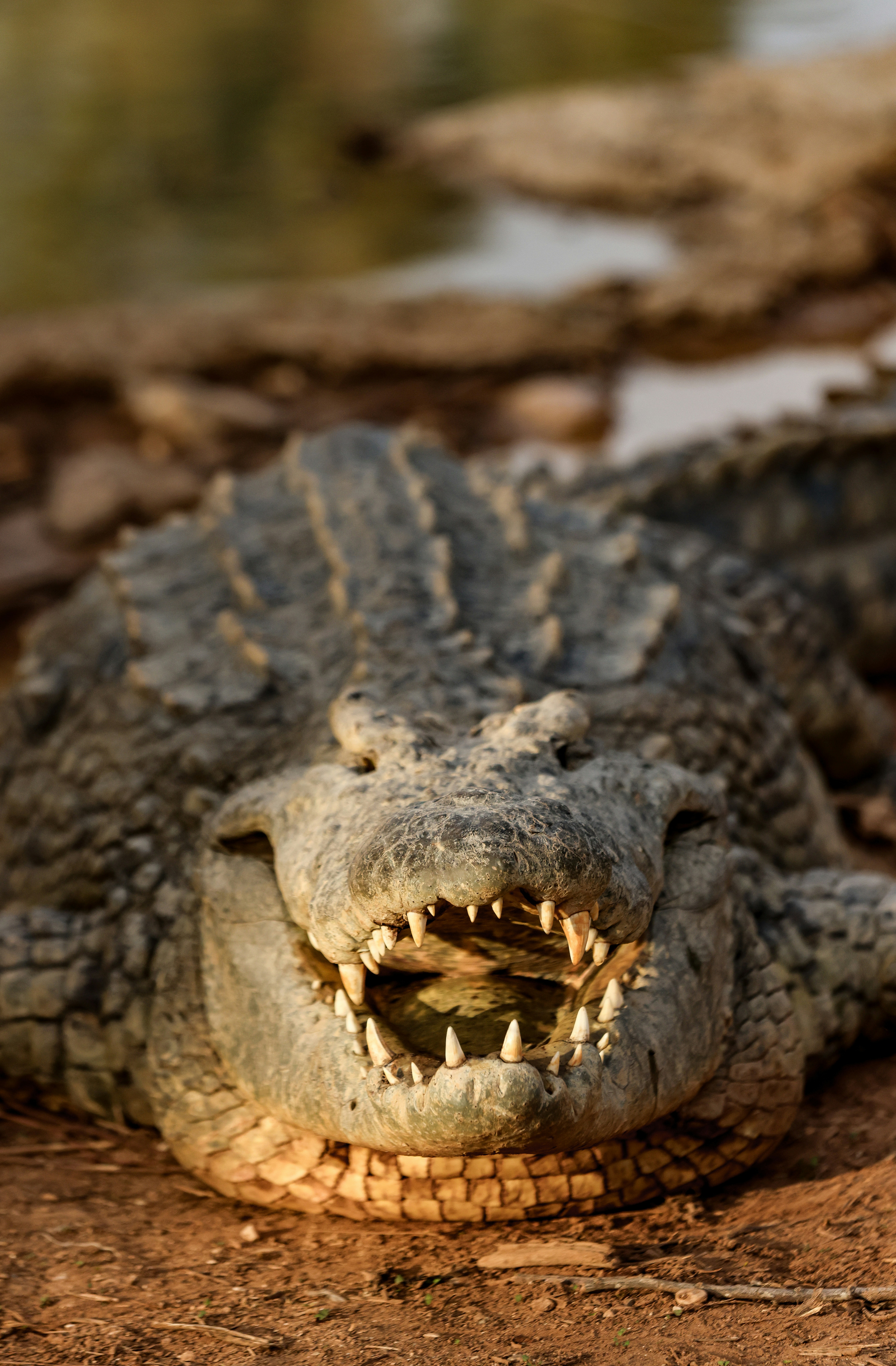 Smiling Critters Png Pictures | Download Free Images on Unsplash