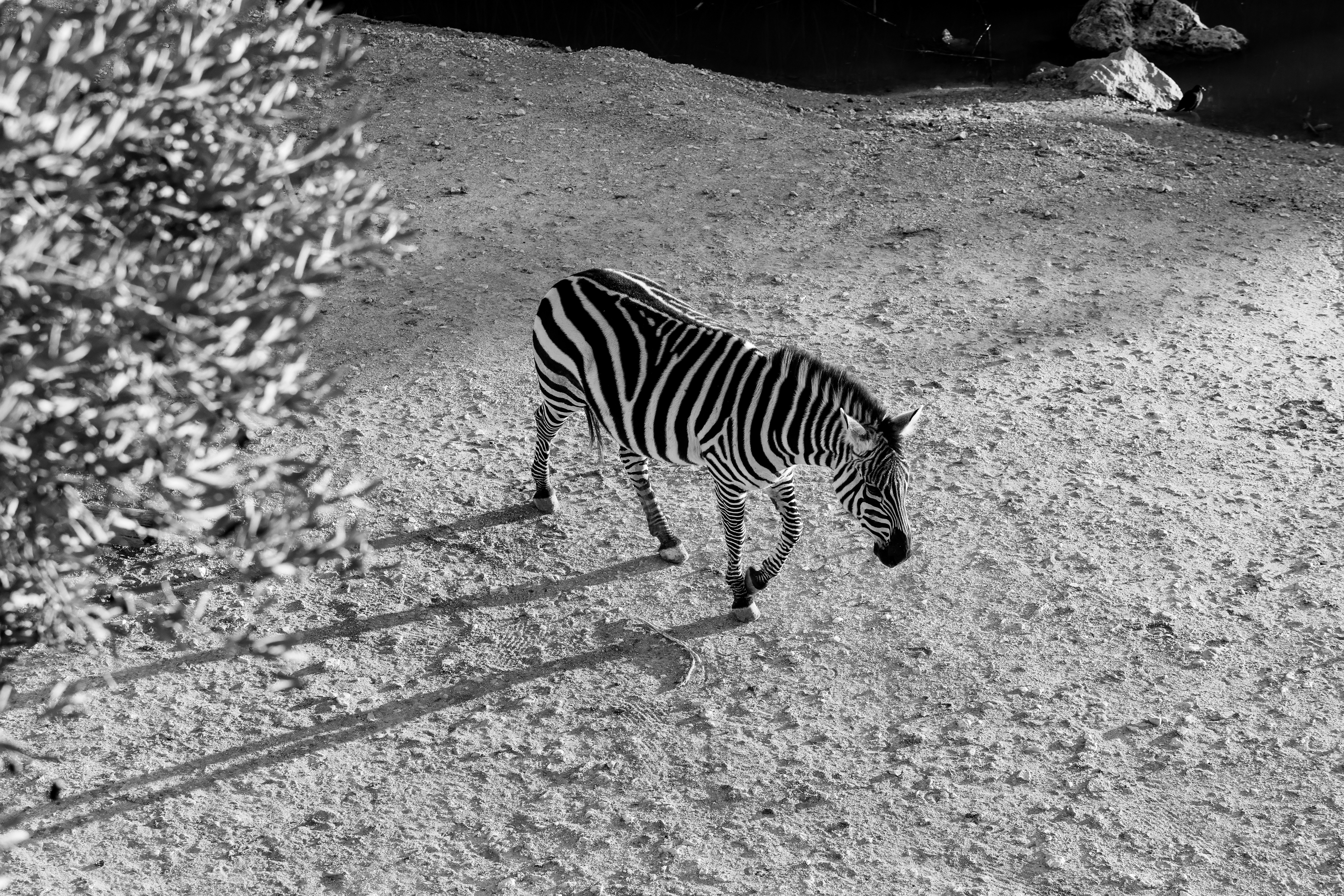 Zebra in Monochrome: Stripes Against a Quiet Slope