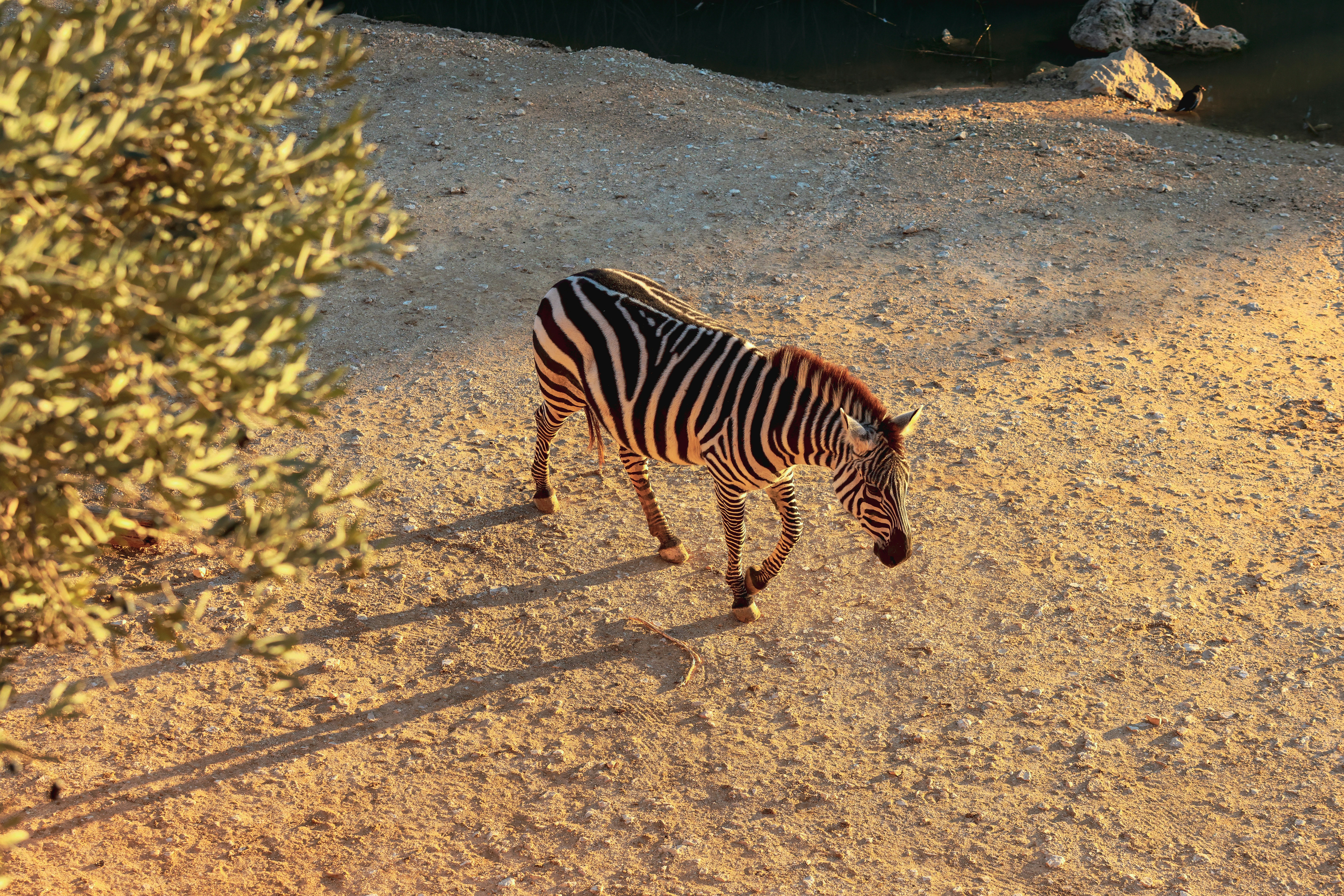 Golden Hour Zebra: Stripes at the Sandy Shore