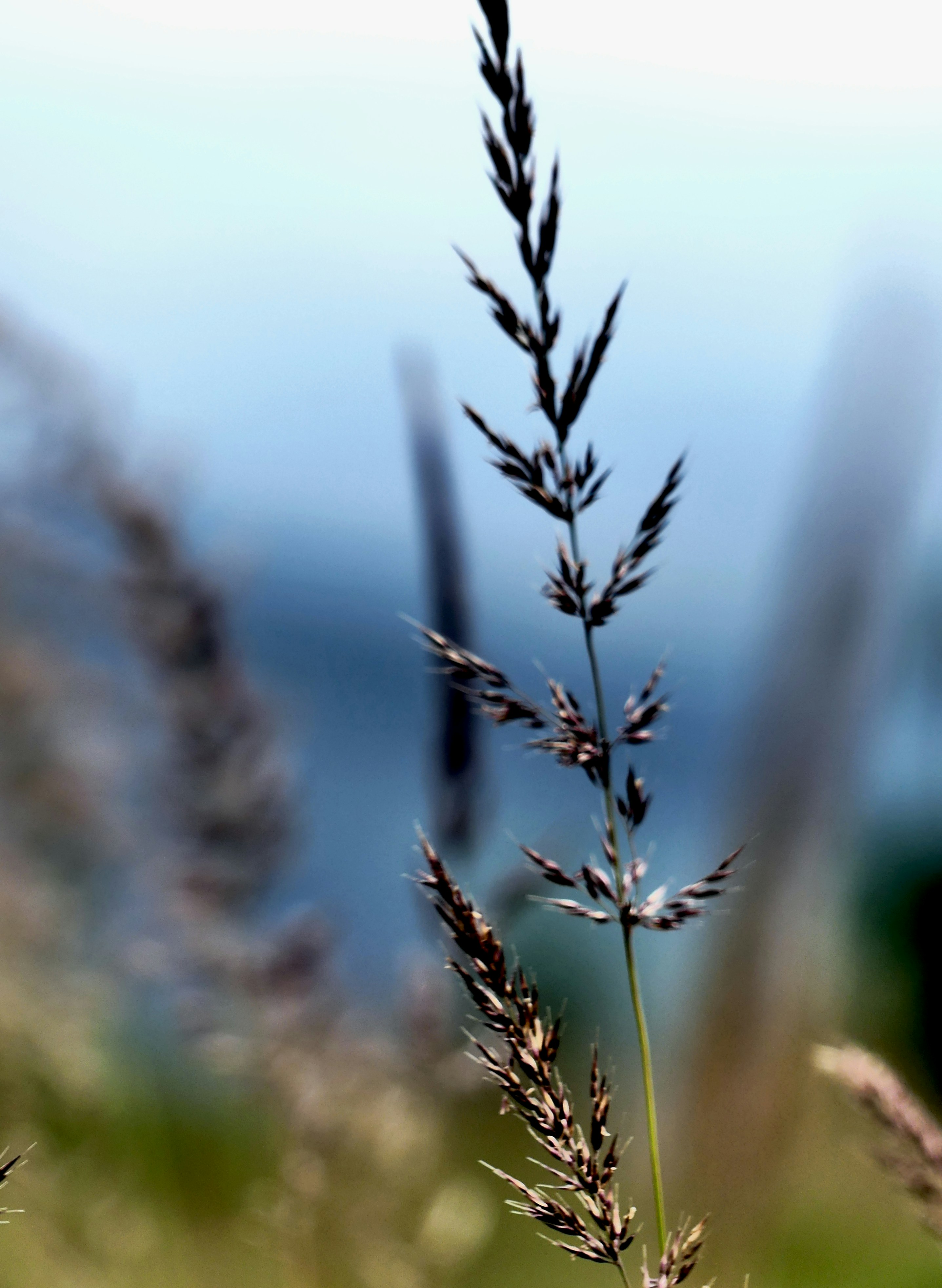 A Delicate Grass Spike Reaches Toward a Velvet Coastal Blur