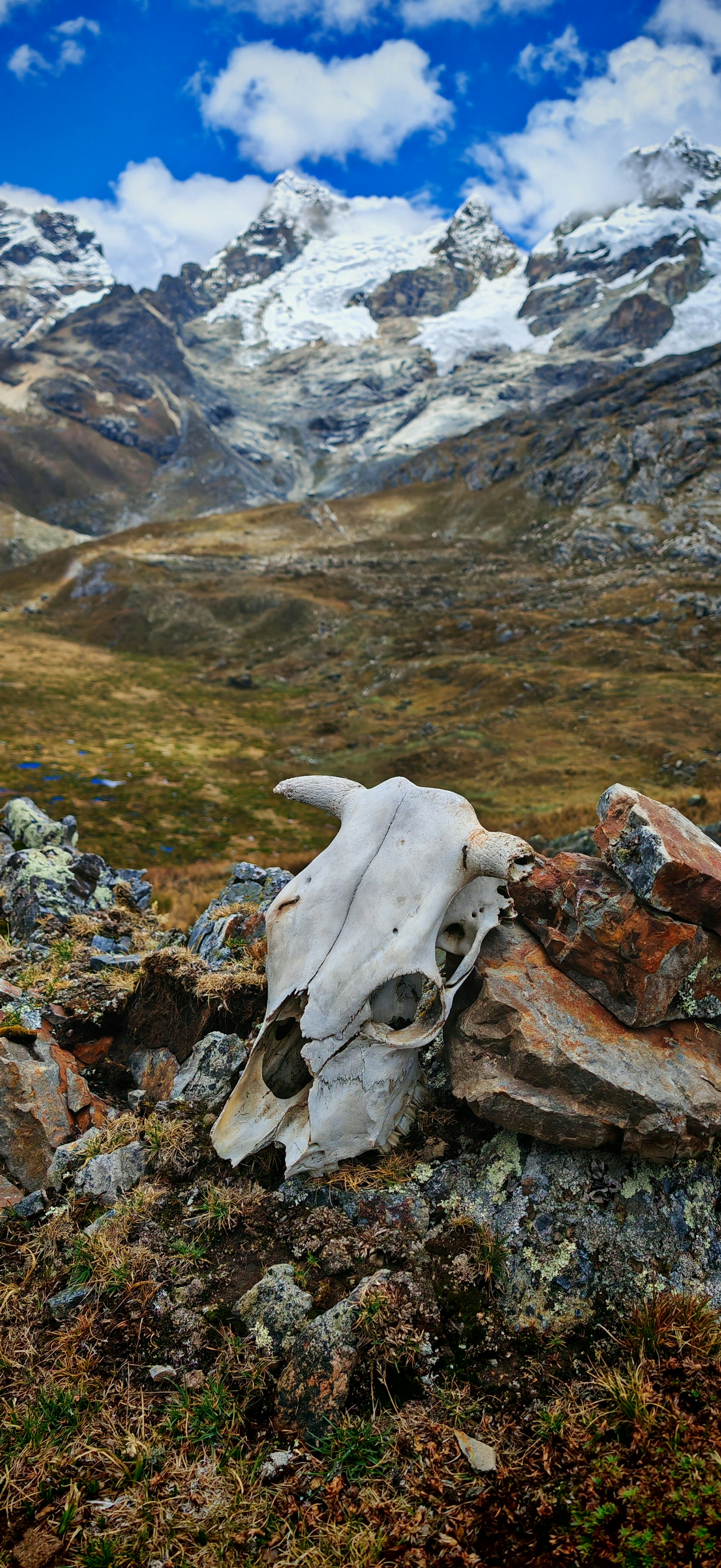 A weathered animal skull rests among mossy rocks in the foreground, captured in a photograph with snow-dusted peaks and a clear blue sky in the distance.