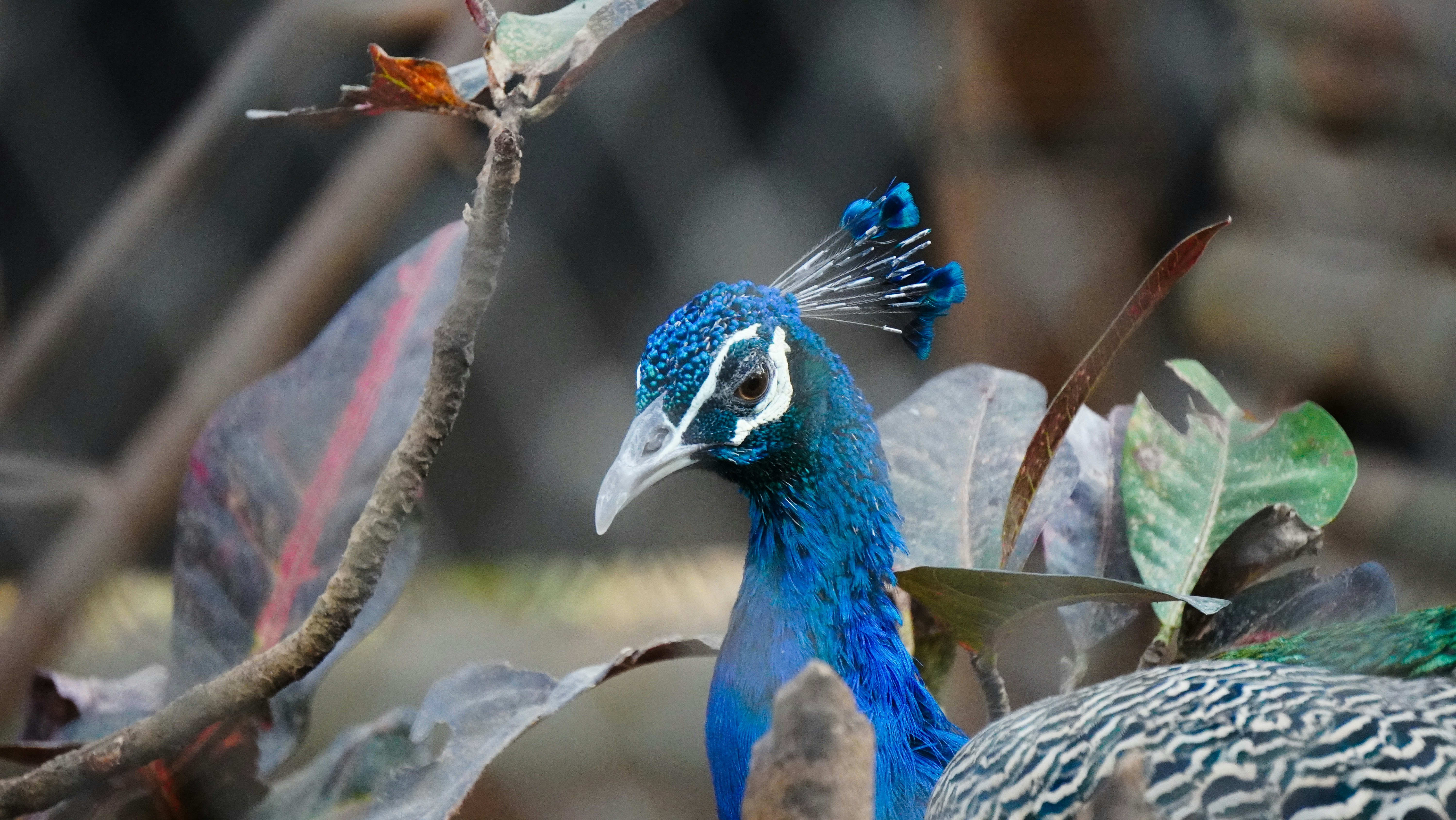 Cerulean Crest in Quiet Foliage