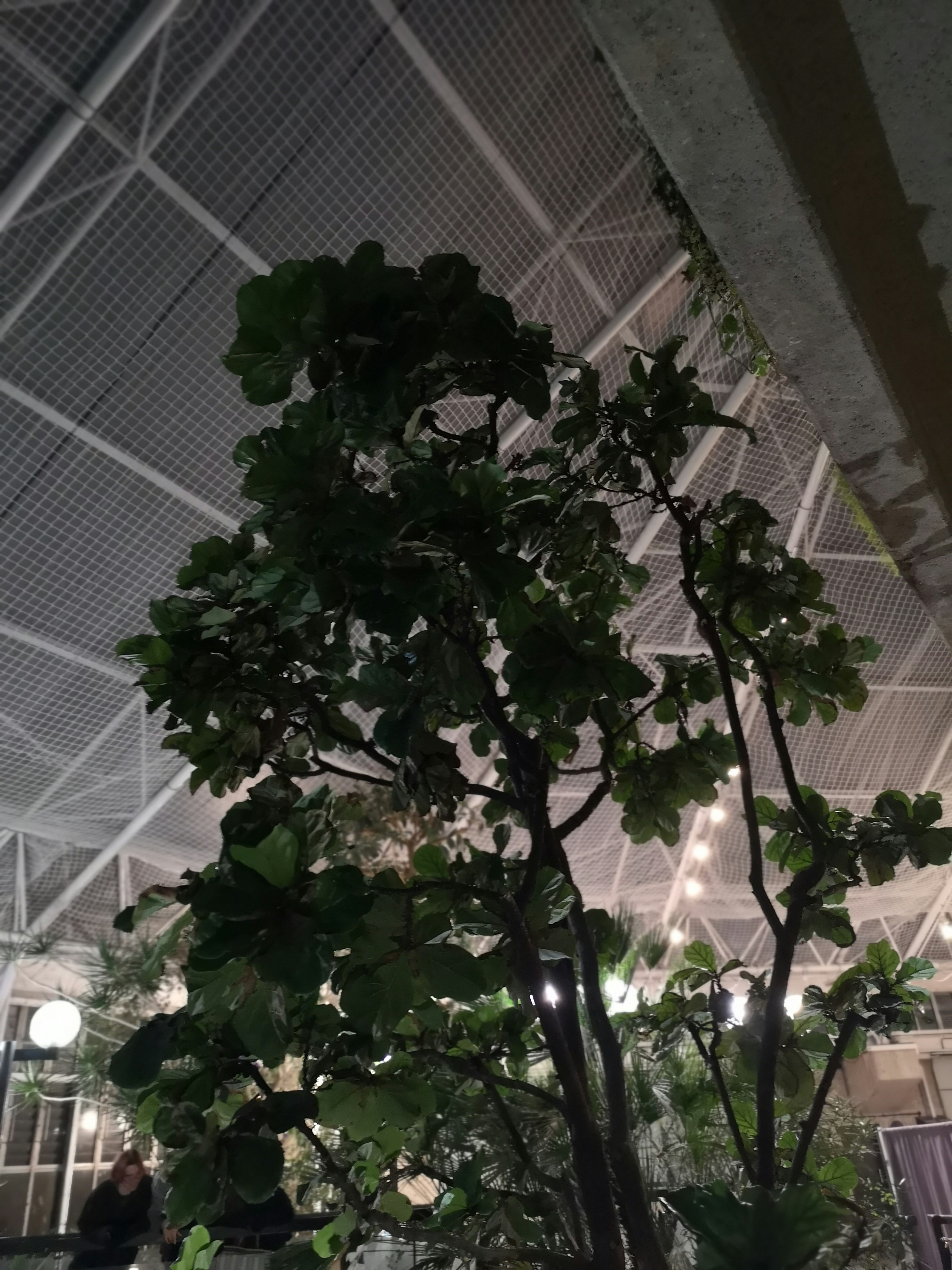 Tree Under Glass Atrium: Night Light Framing in an Urban Conservatory