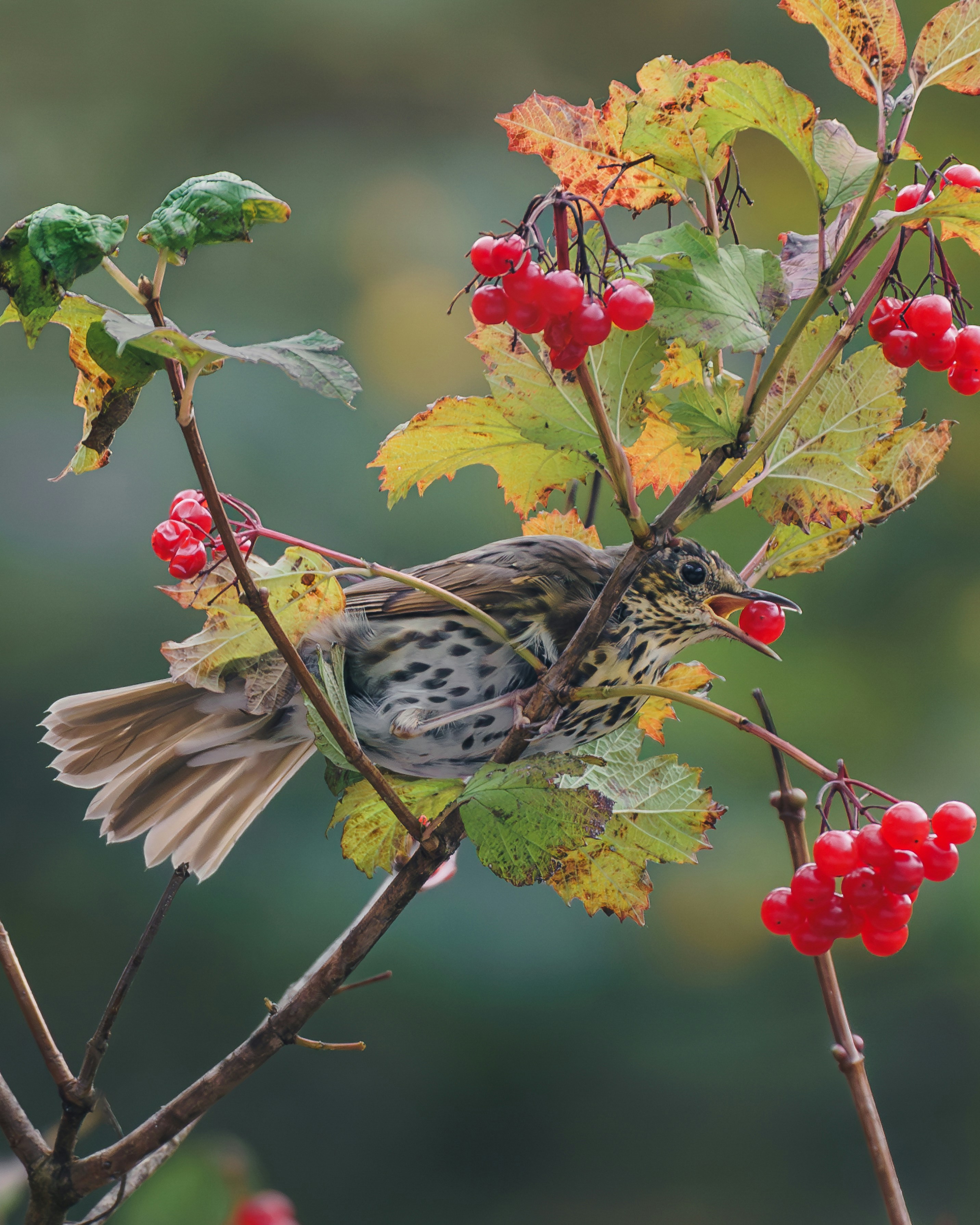 A bird sitting on top of a tree filled with red berries photo – Free ...