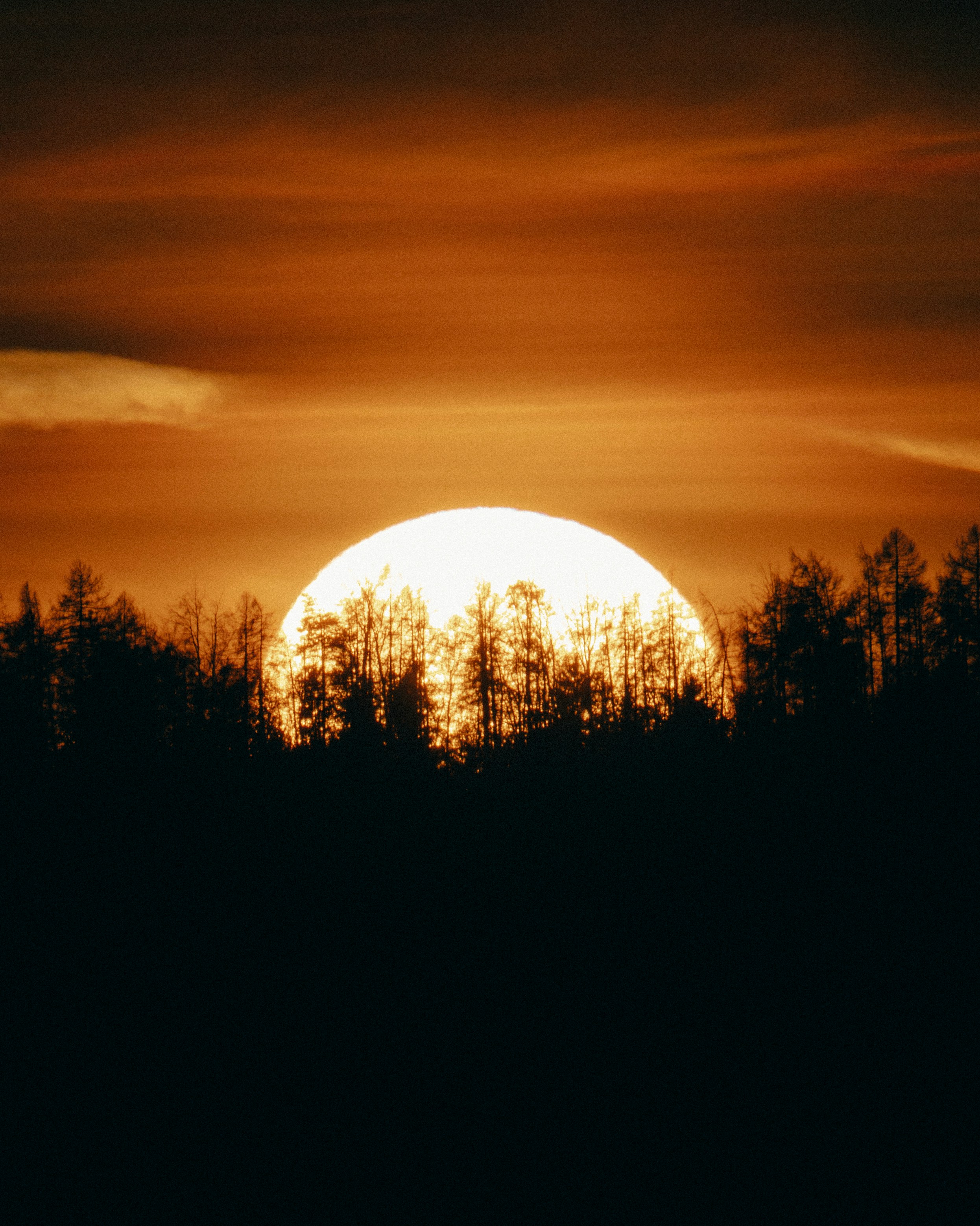 The sun is setting over a forest of trees photo – Free Wallpaper Image ...