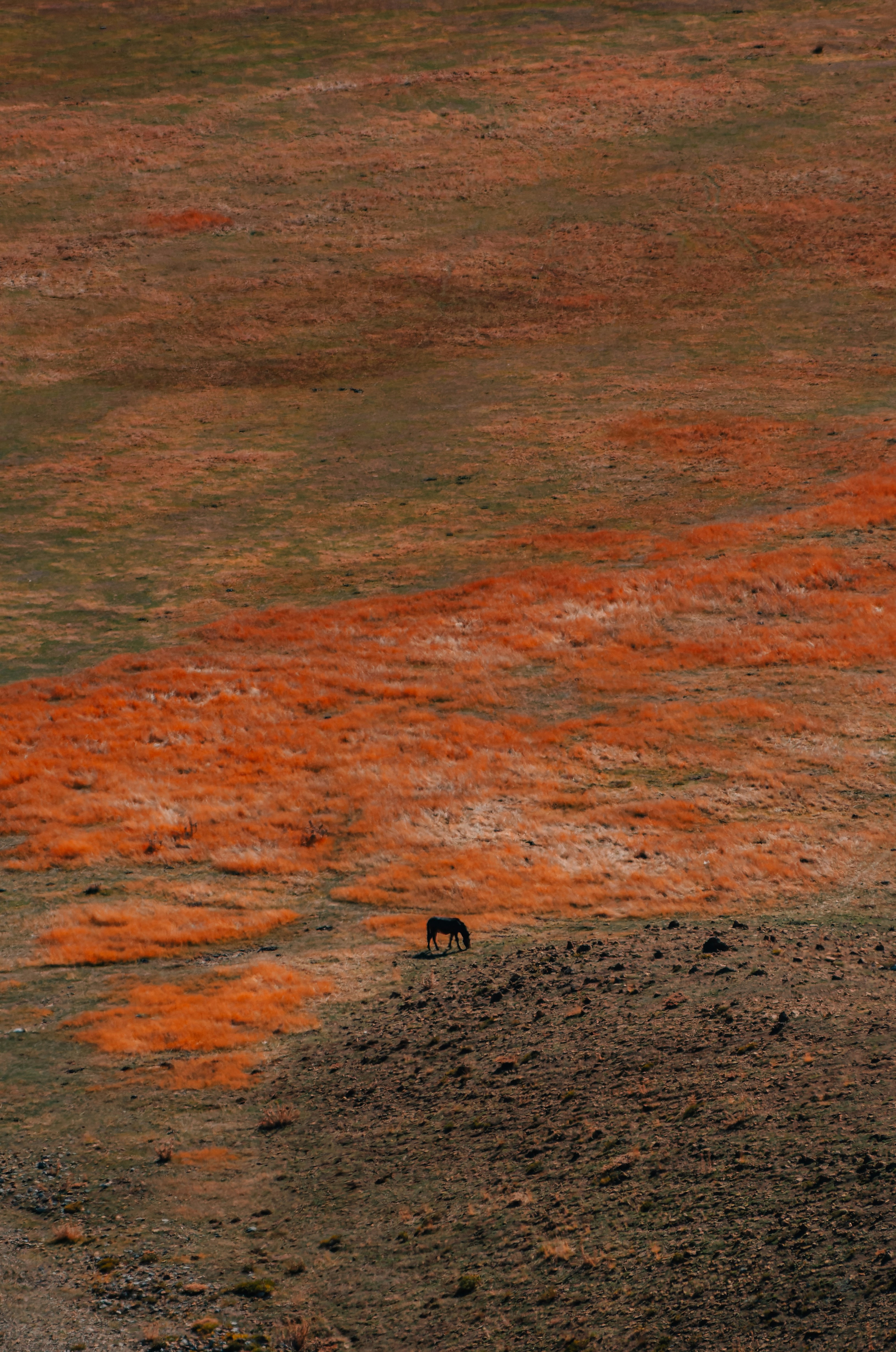 A lone horse on iron-red hillside under a vast, muted sky