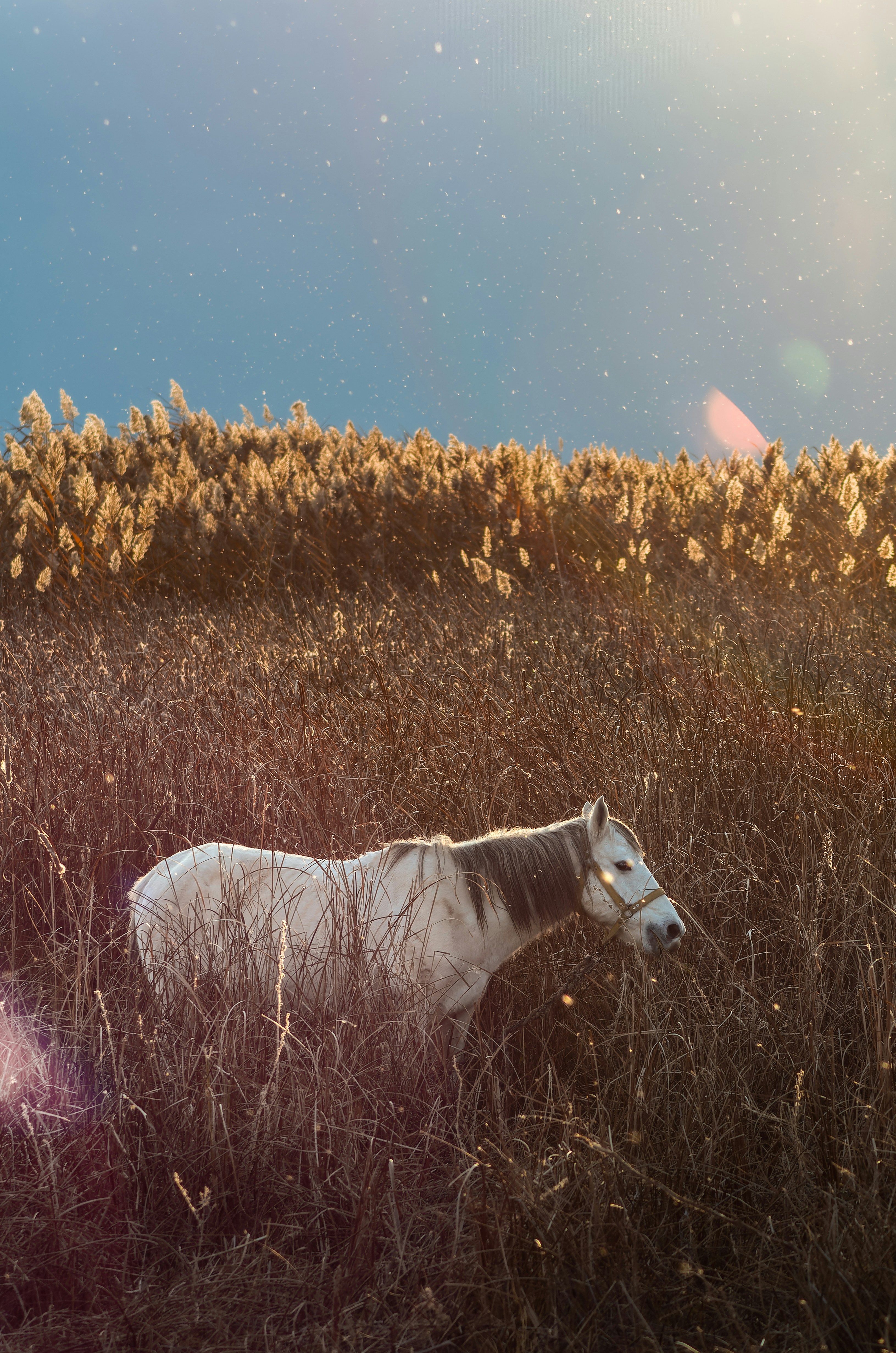 Golden Hour Equine: White Mare in a Field of Tall Grass