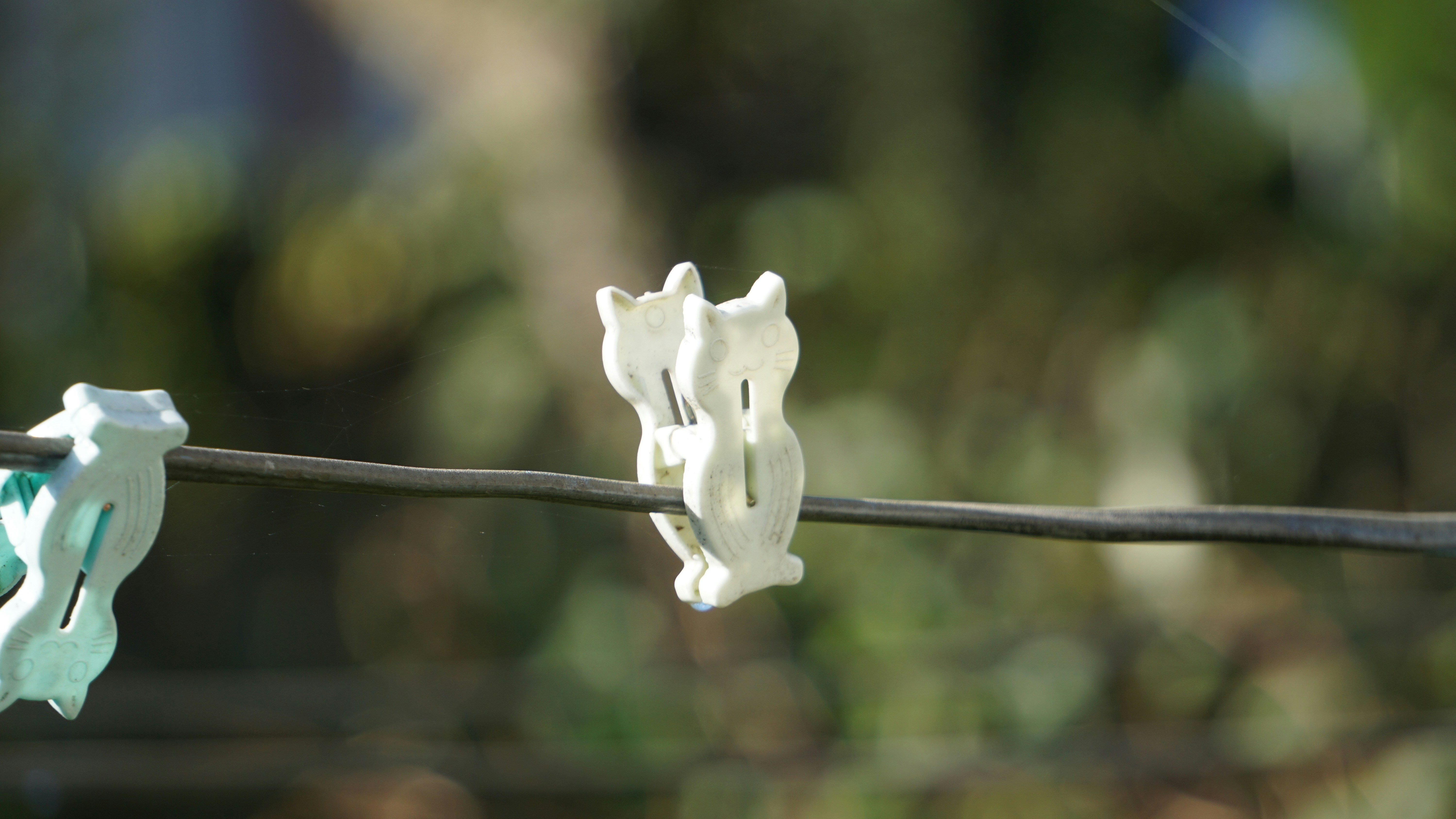 Whimsical Companions: A Playful Encounter on the Line