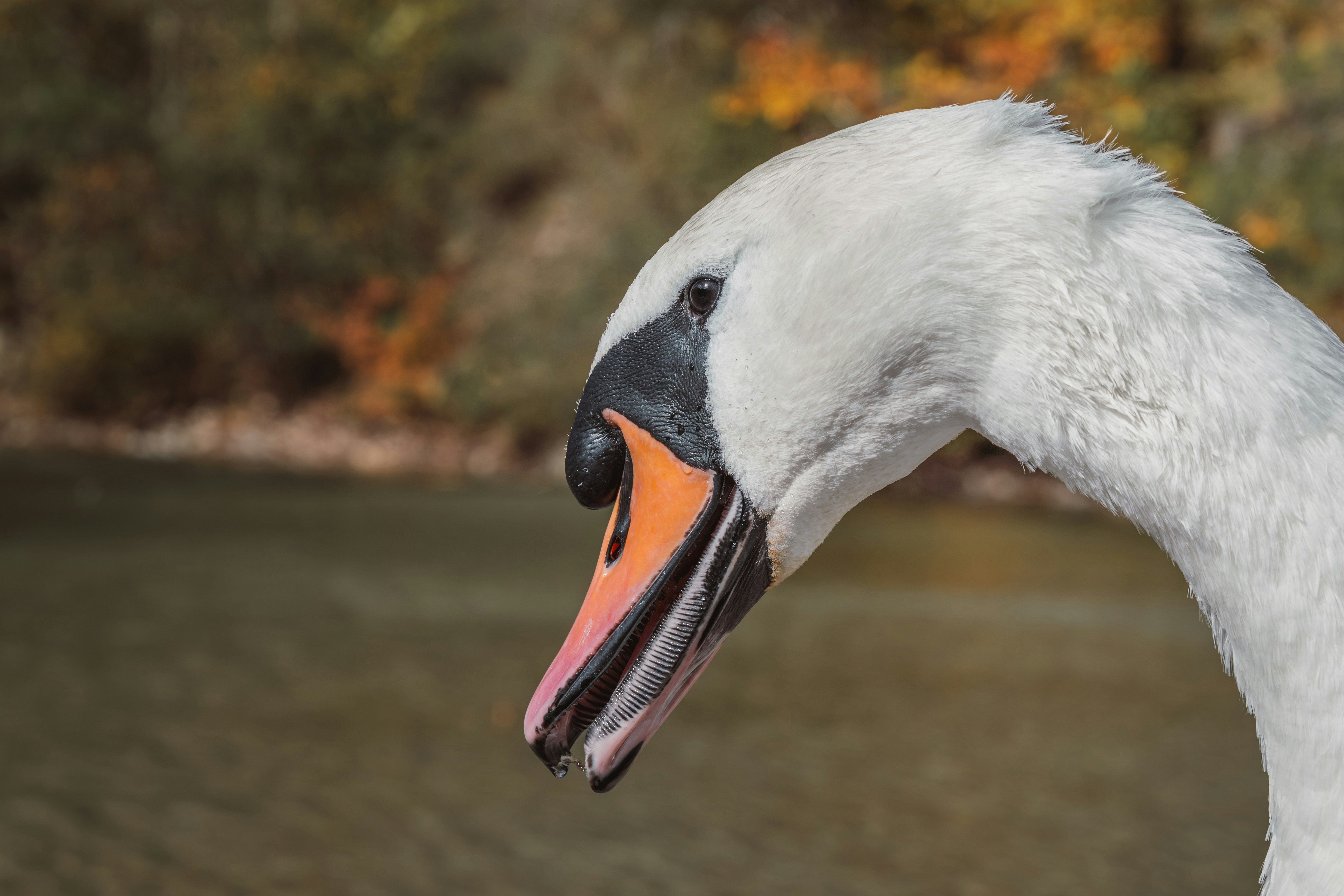 Profile of a Swan