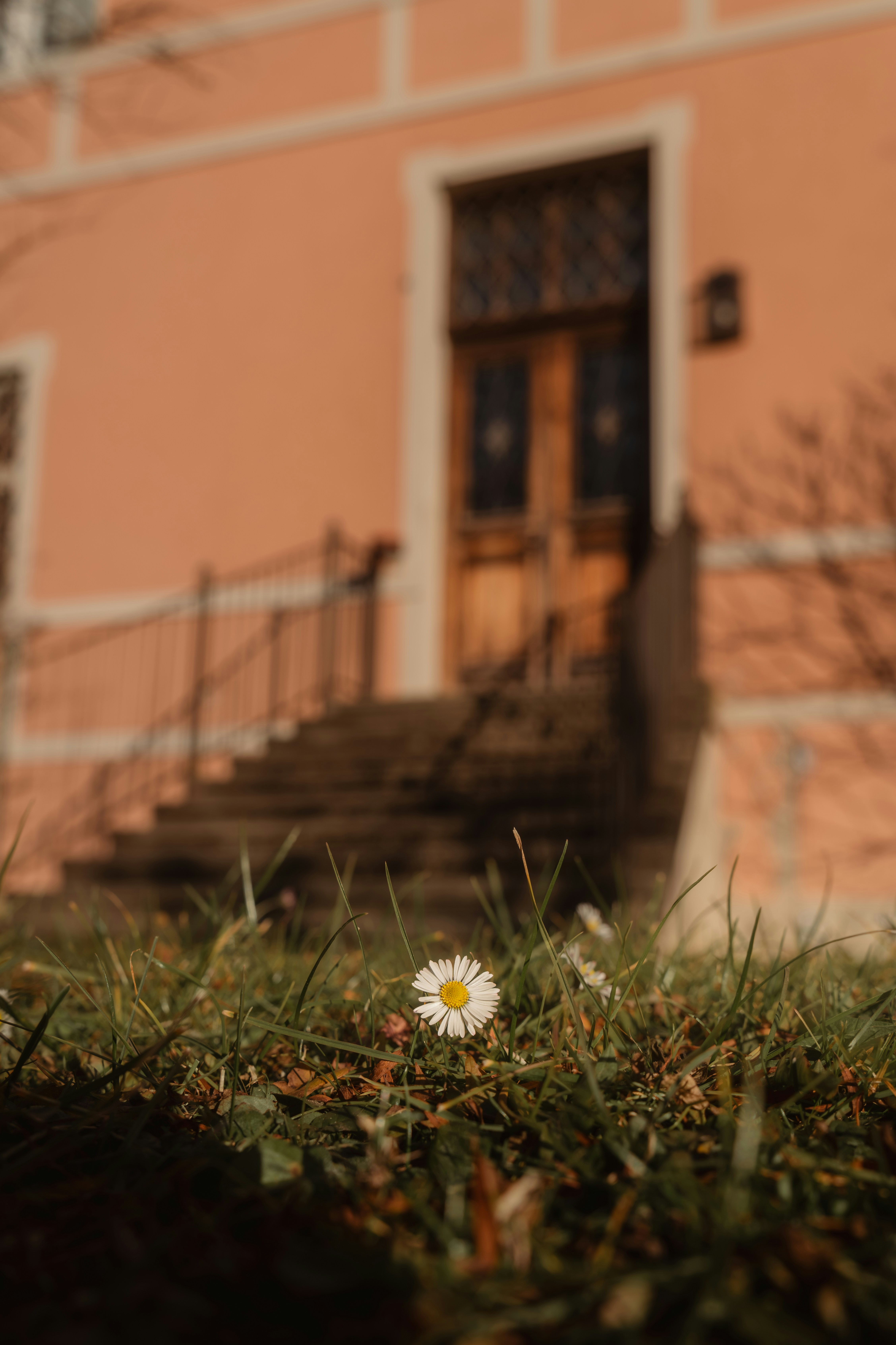 Cradle of a Daisy: A Tiny White Bloom Before a Peach-Colored Facade