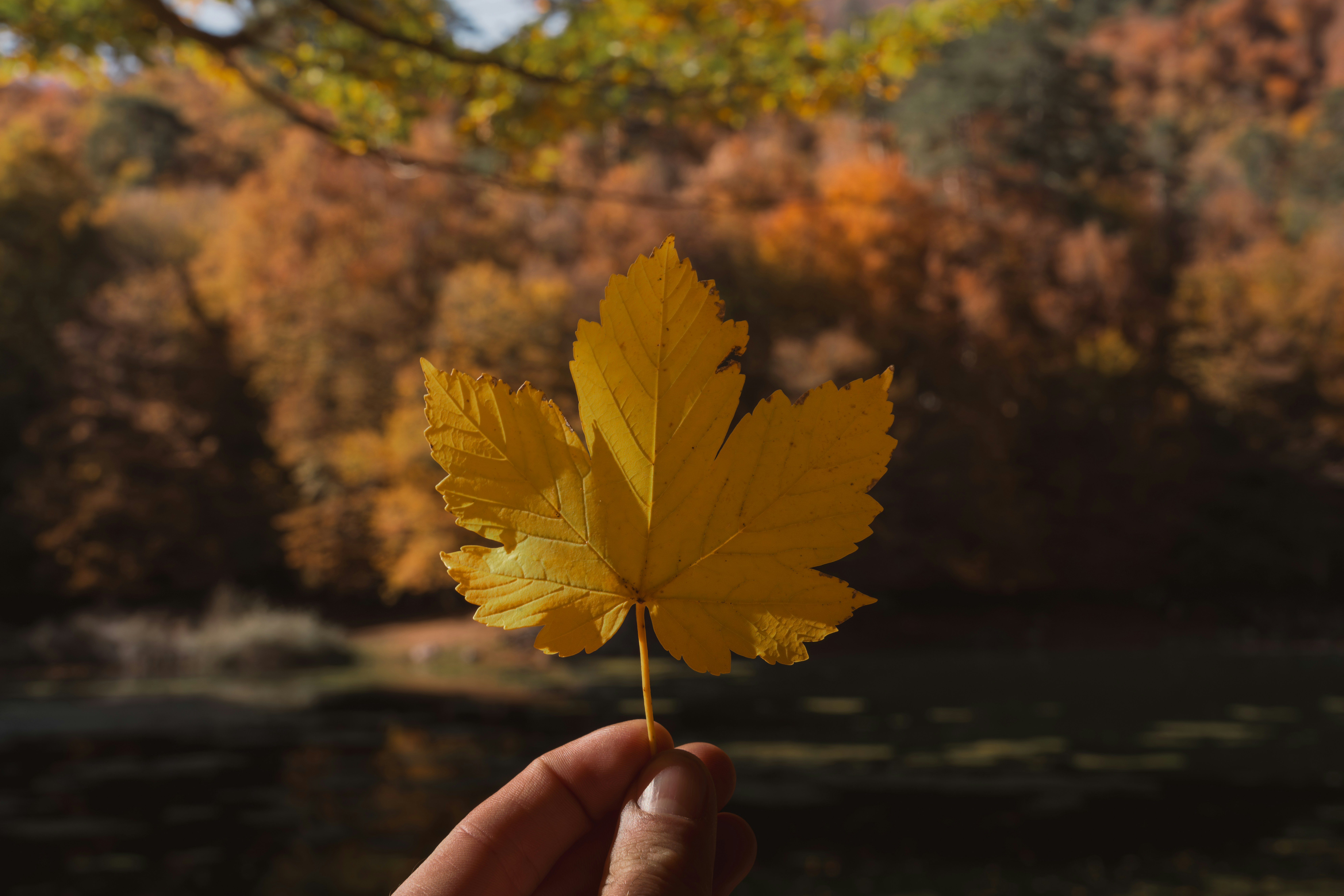 Hand-Held Gold: A Single Maple Leaf Framed Against Autumn's Quiet River