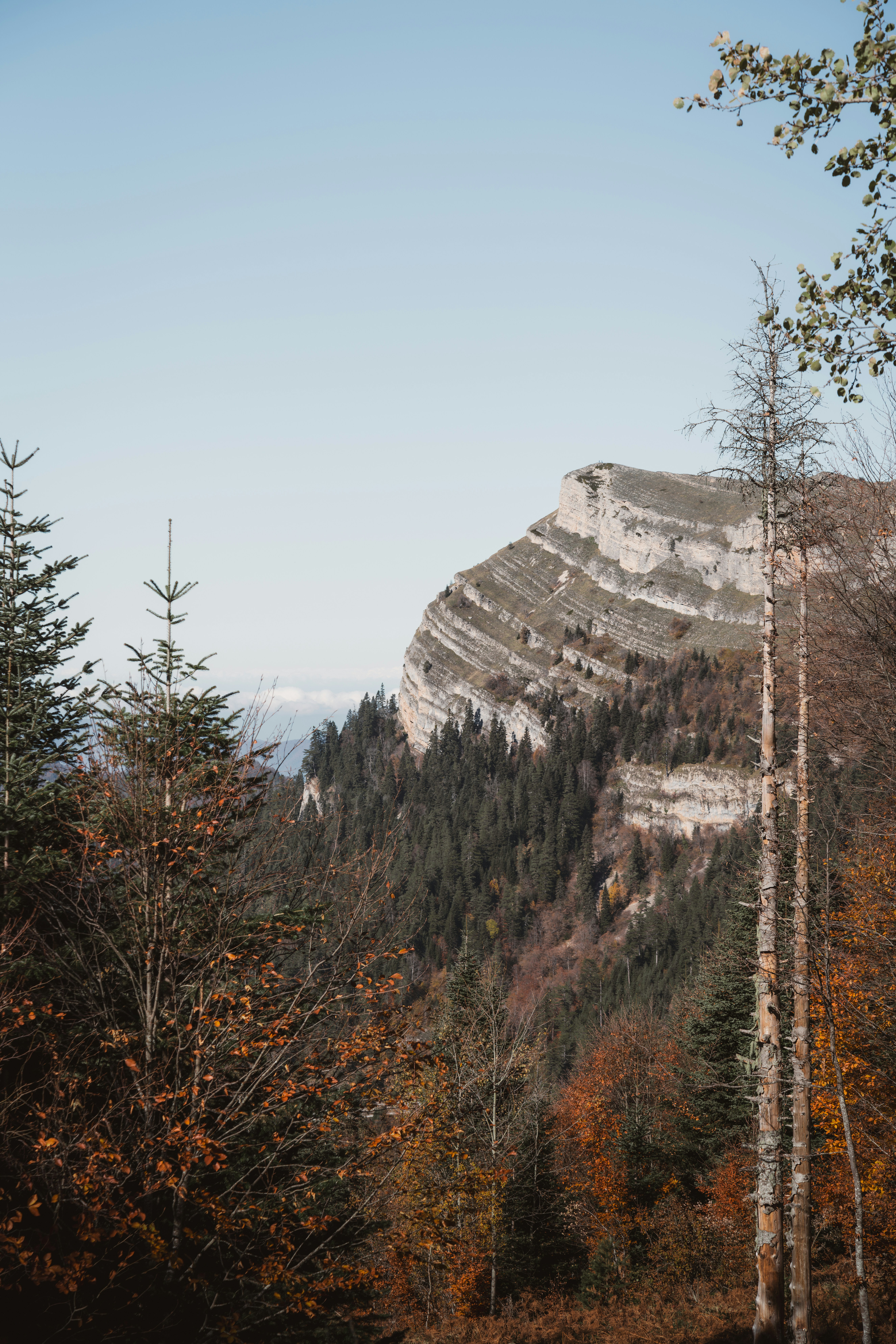 Striated Summit over an Amber Forest