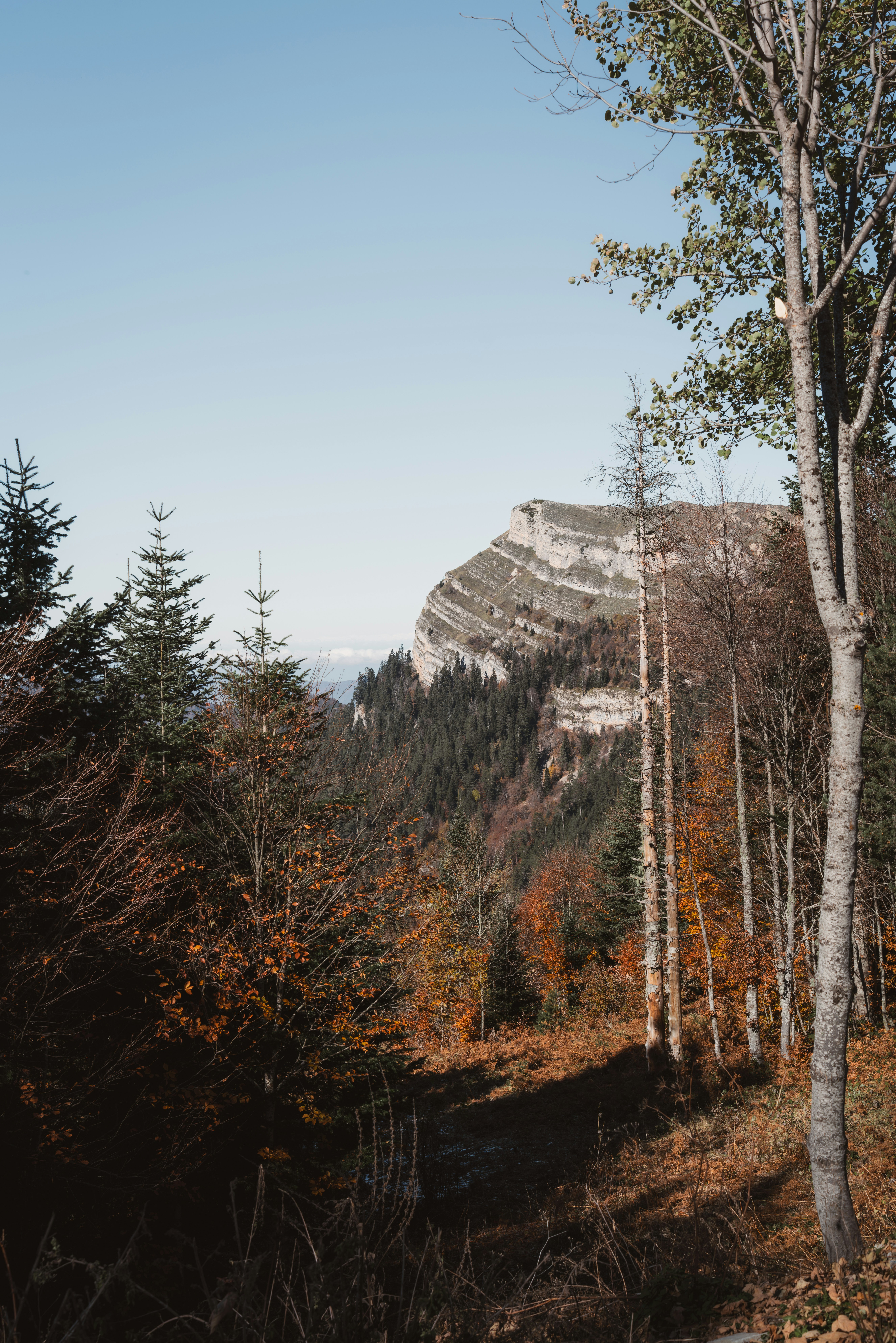 Autumn Ridge Overlook: Granite Crest Among Silent Pines