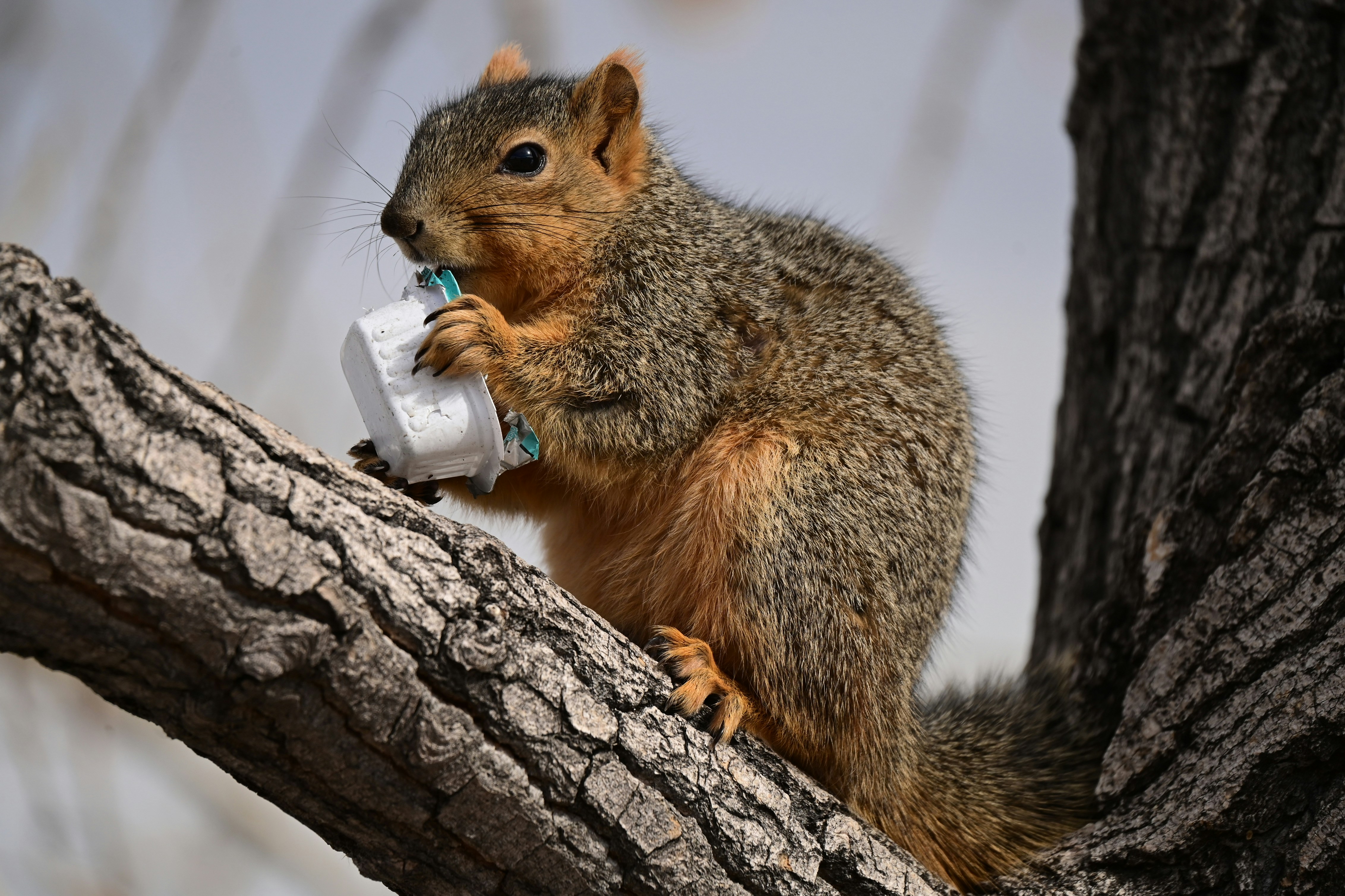 Greedy Trade: Squirrel Grips Frozen Snack High in an Oak