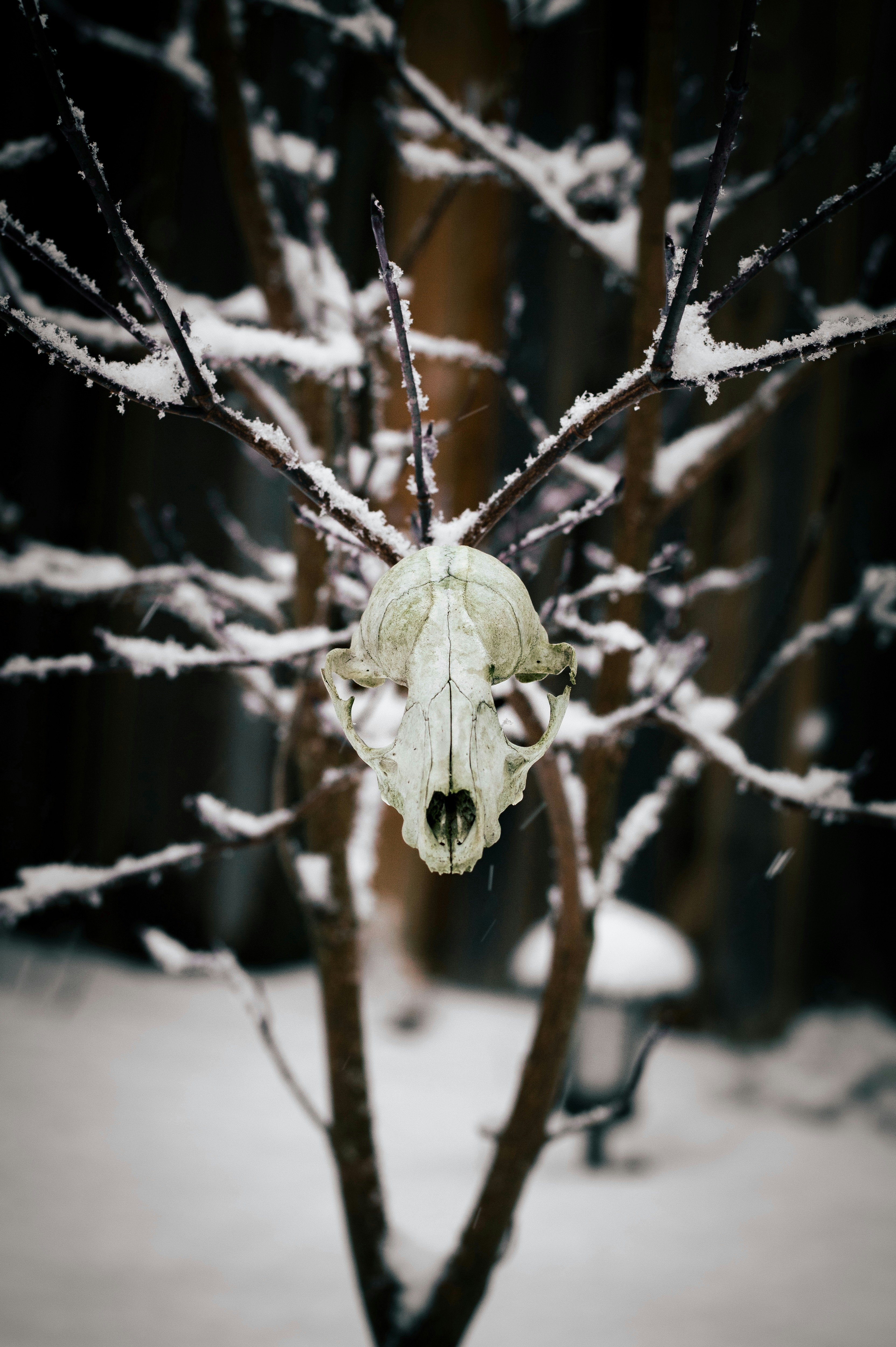 Winter Relic: A Skull Framed by Frosted Branches