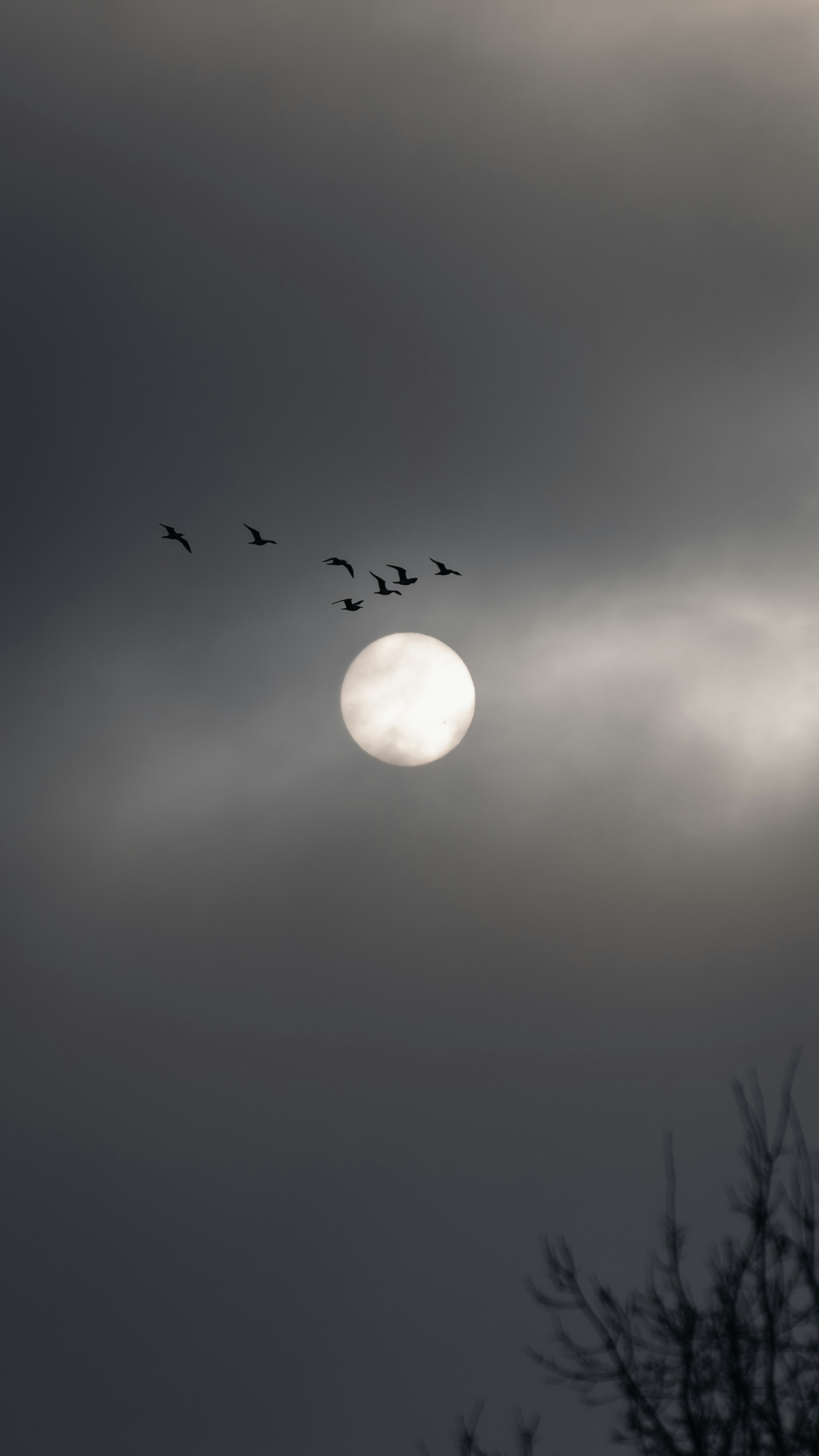 Dim Sun, Bold Flock: A Silhouetted V Against Heavy Clouds