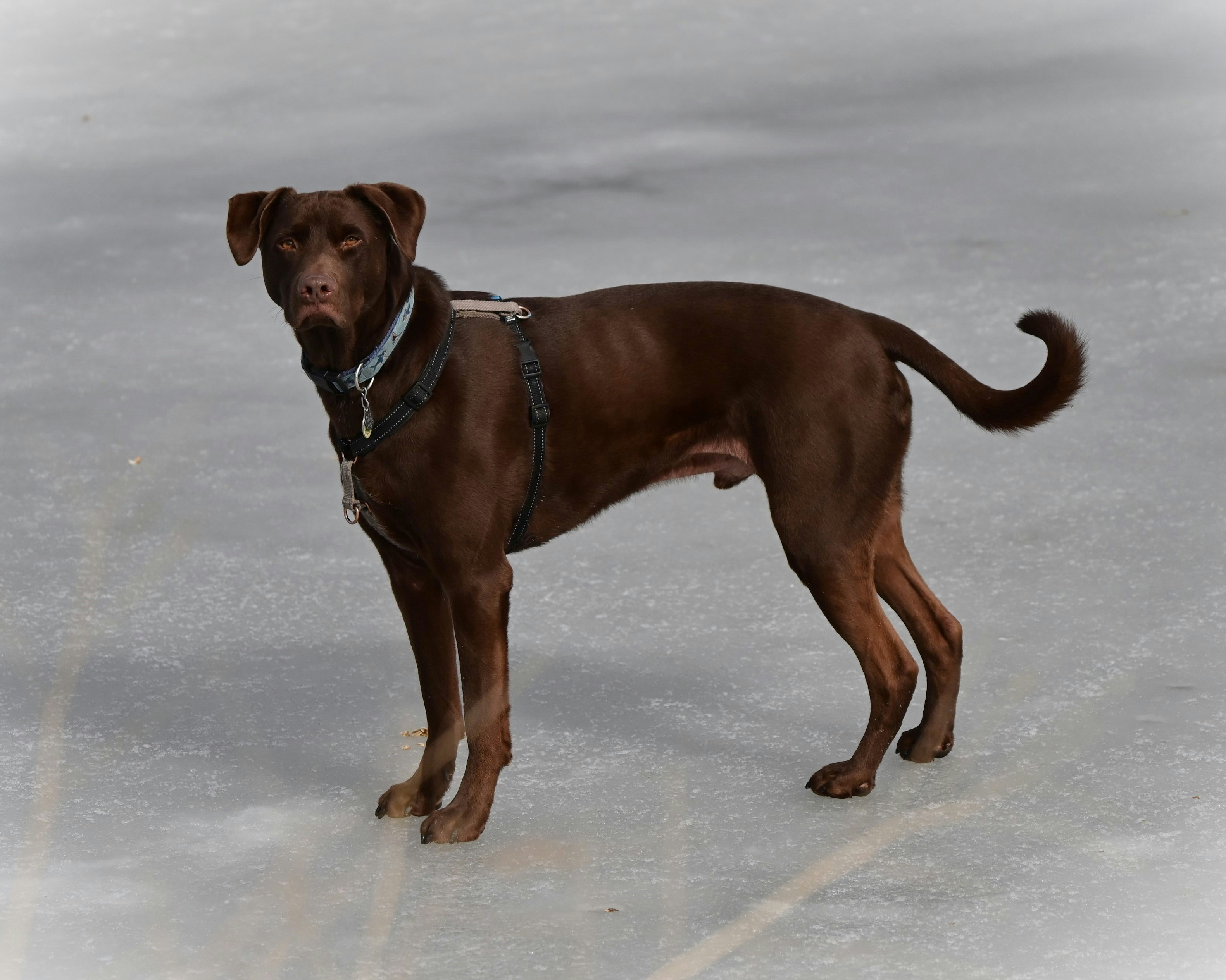 On Frozen Light: A Chocolate Hound Pauses on Ice