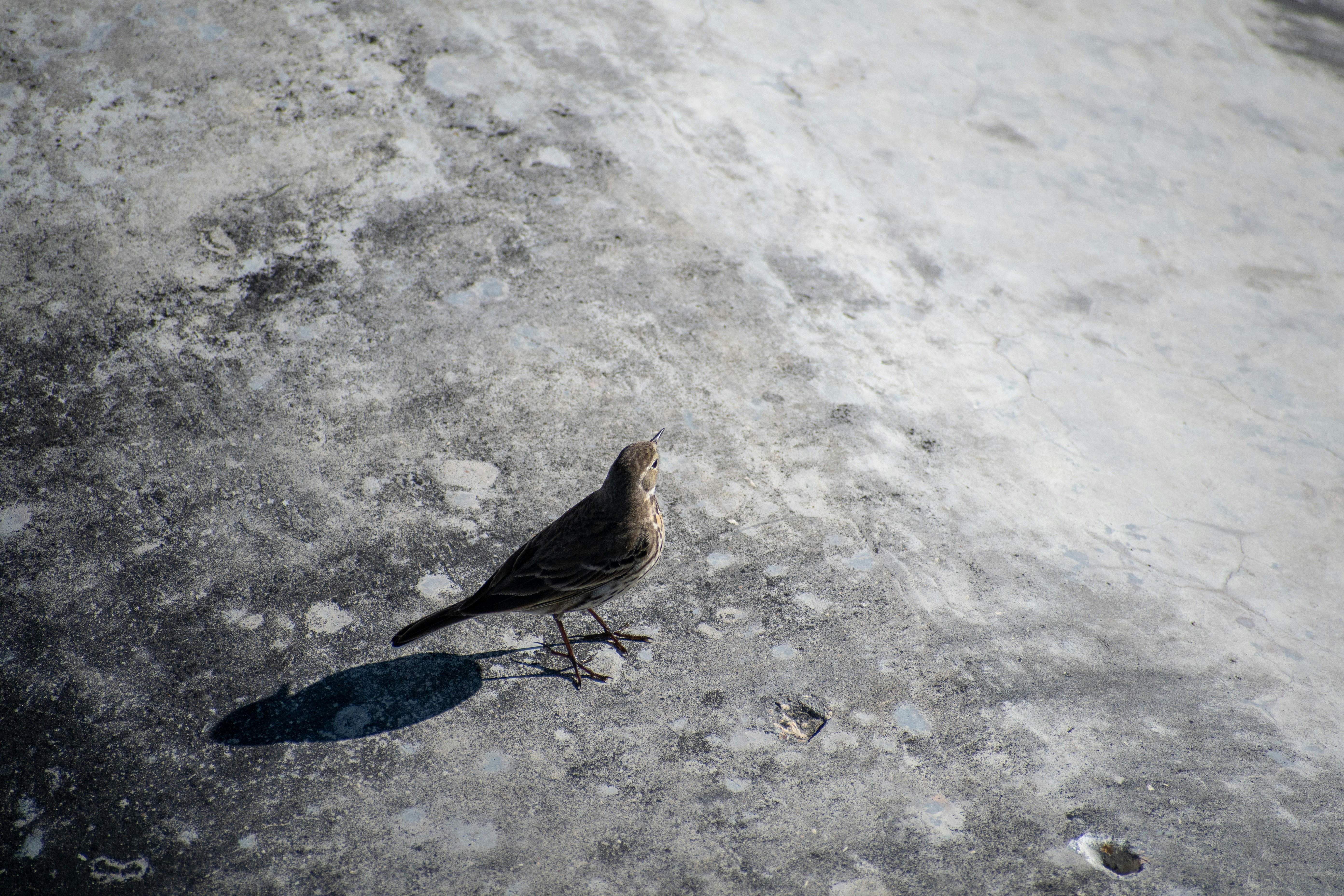 Whisper of Wings on Frozen Ground