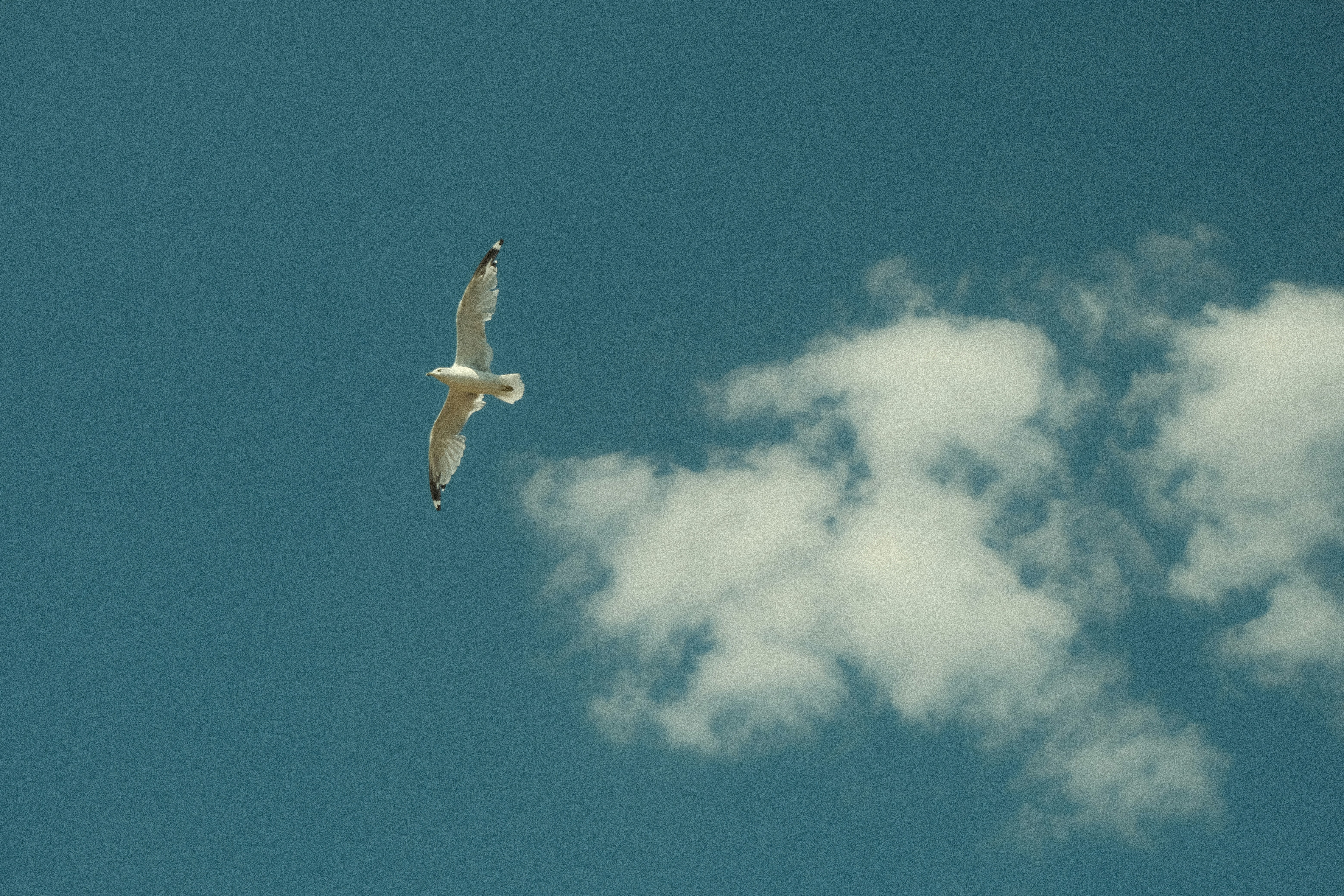 Winged silhouette against a blue sky with drifting clouds