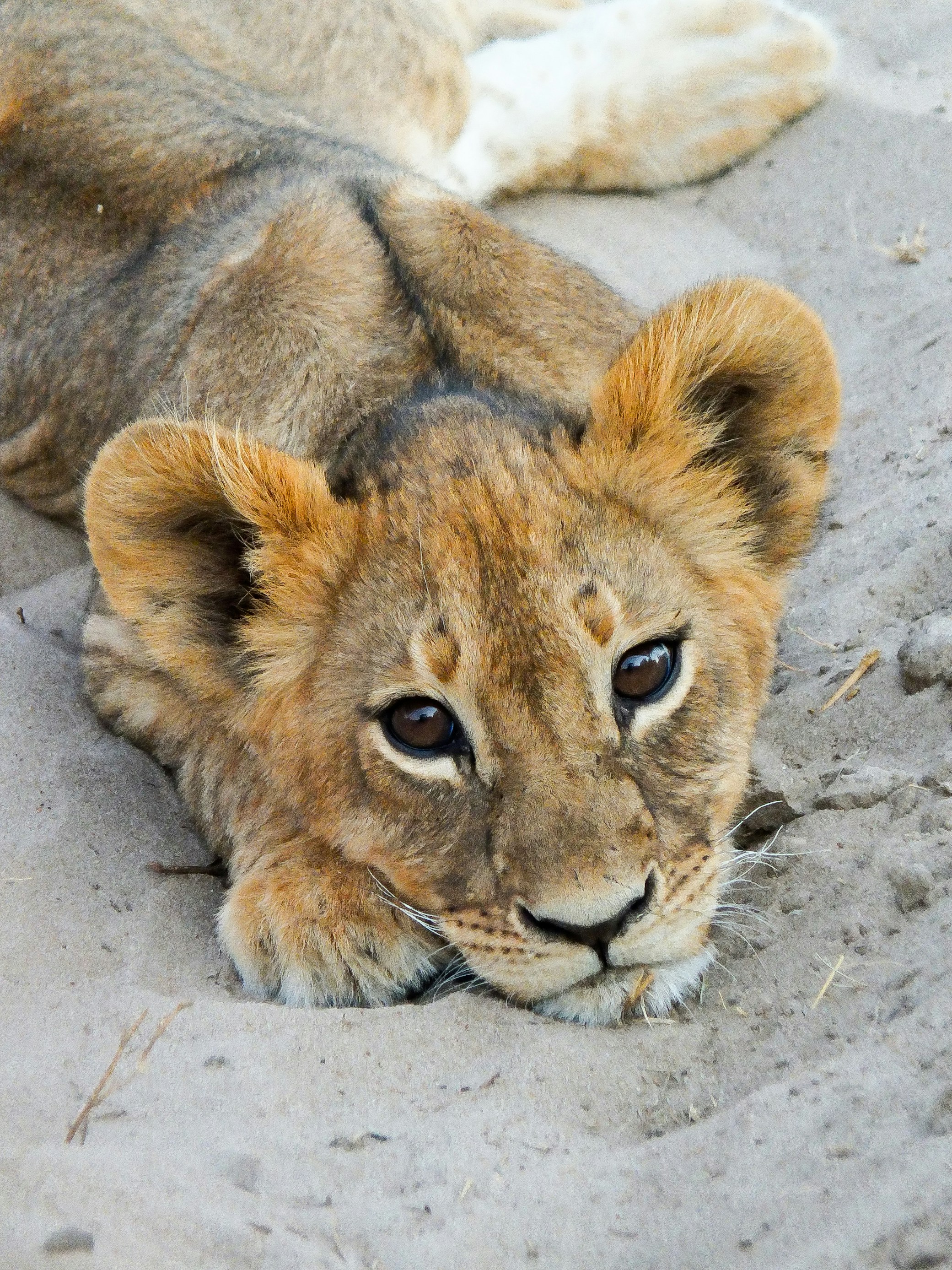 A lion laying on the ground next to another animal photo – Free Africa ...