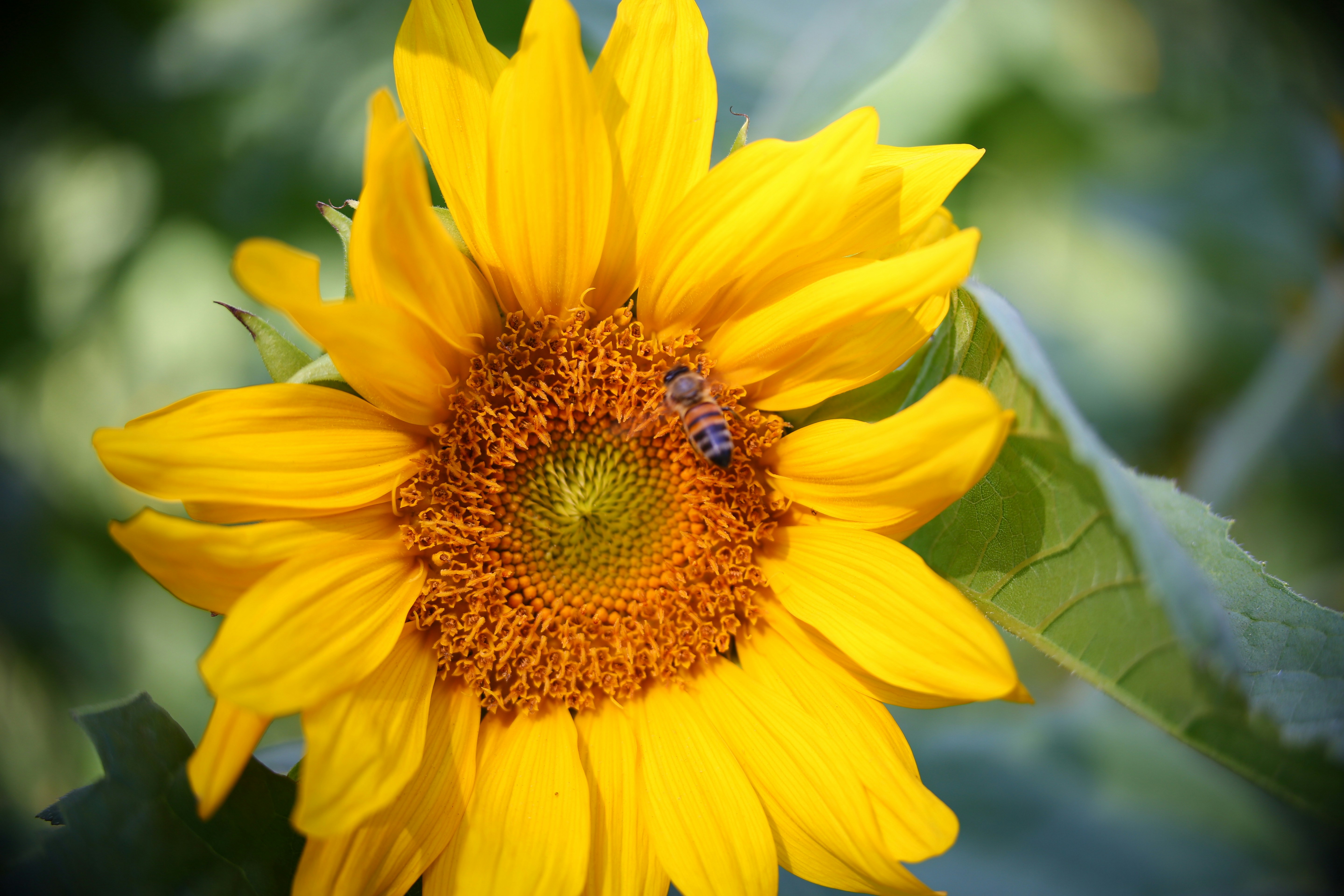 Bee perched on a vibrant yellow sunflower with lush green leaves in soft focus.