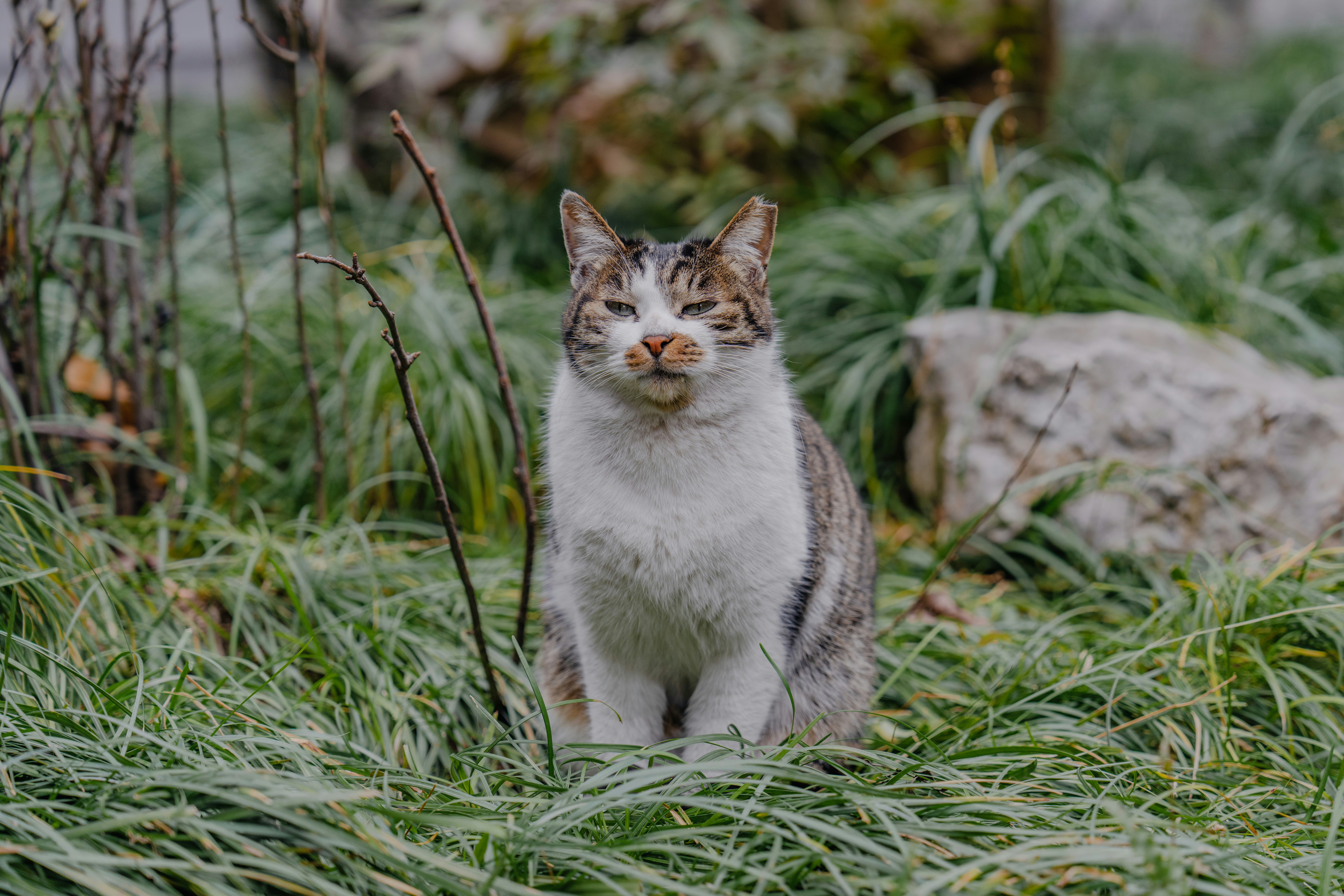 Whiskers in the Grass: A Quiet Cat Portrait Amid Ragged Green