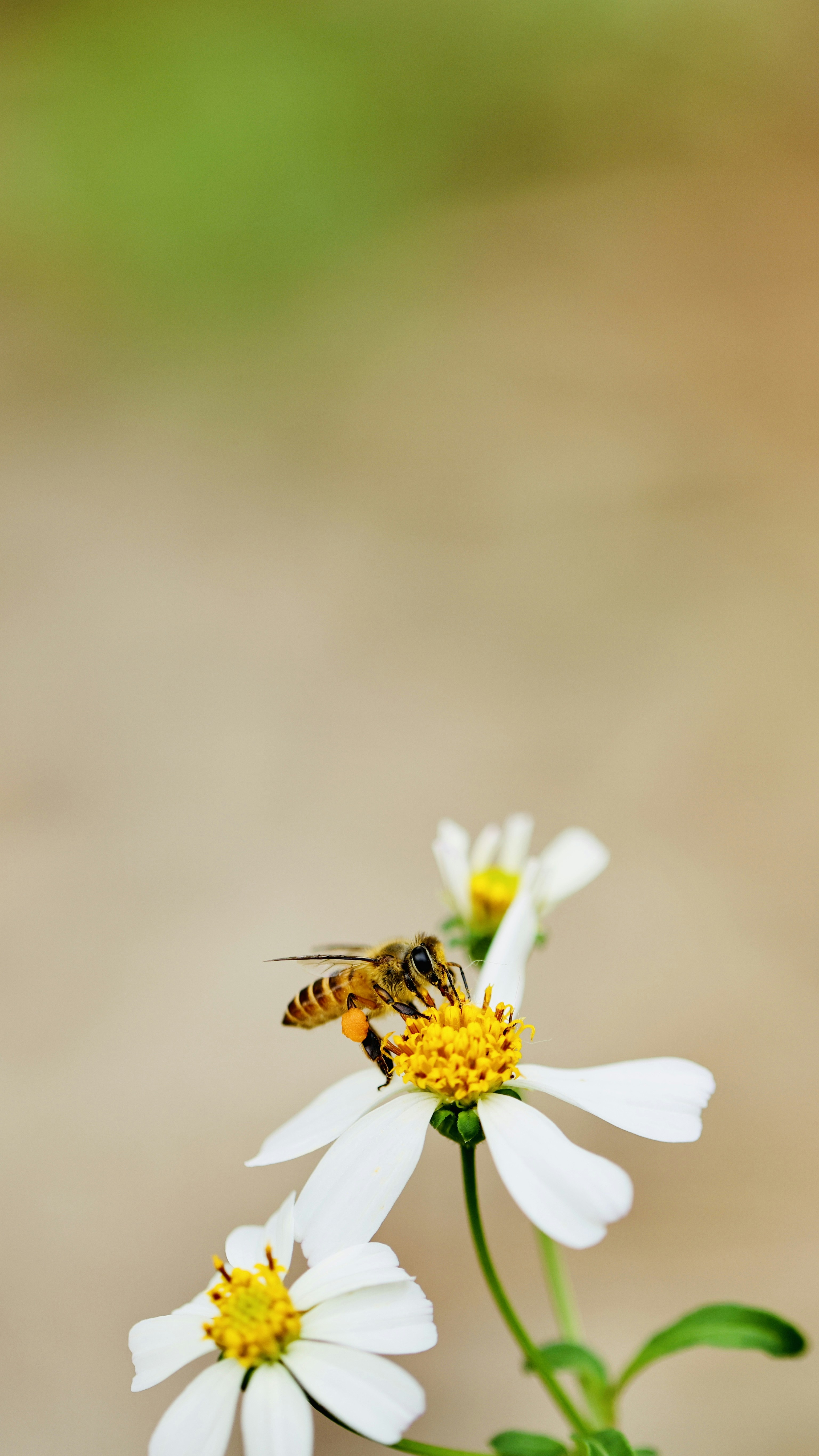 Honey Bee on a White Daisy: Nectar Moment Framed by Creamy Bokeh