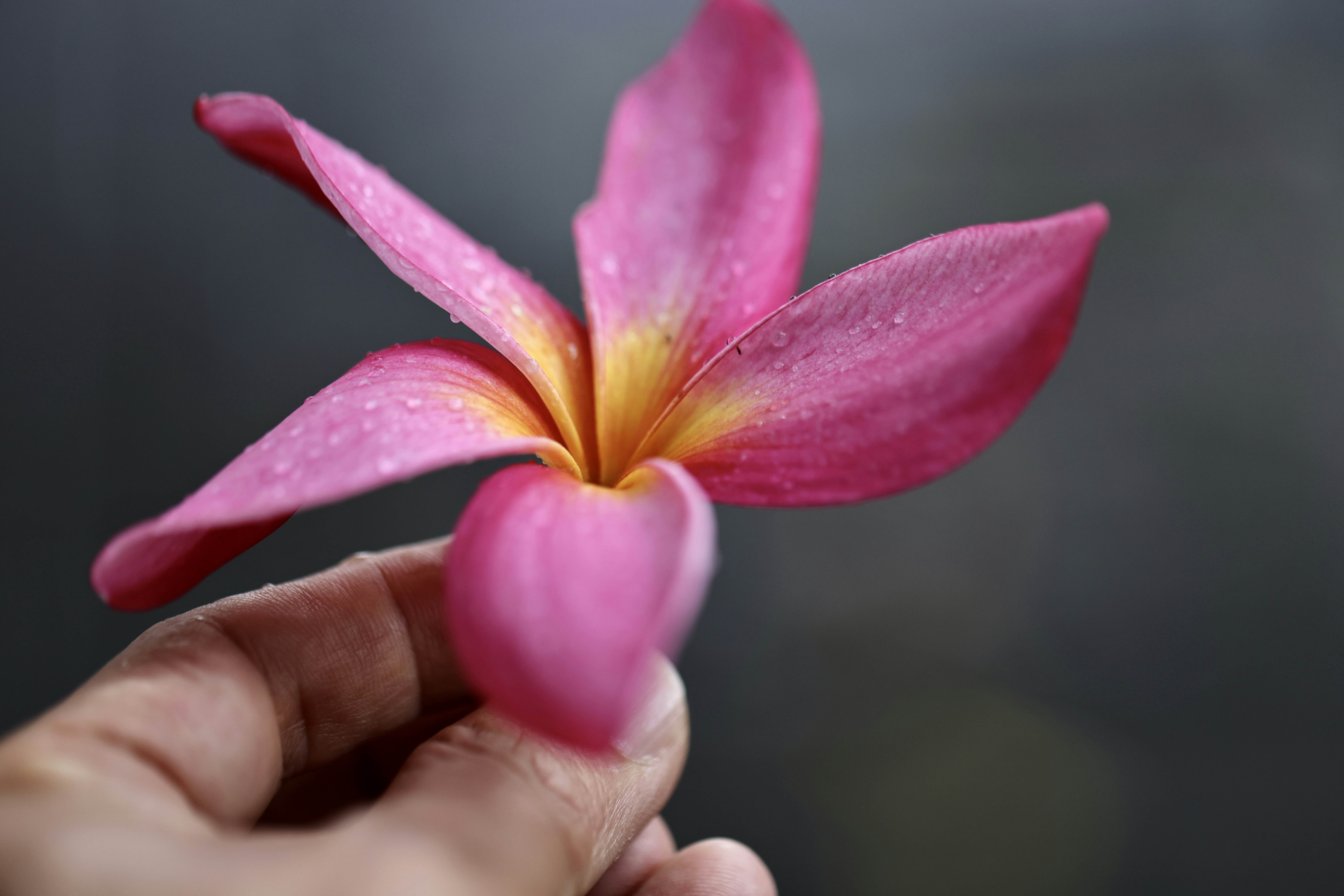 A person holding a pink flower in their hand photo – Free Blossom Image ...