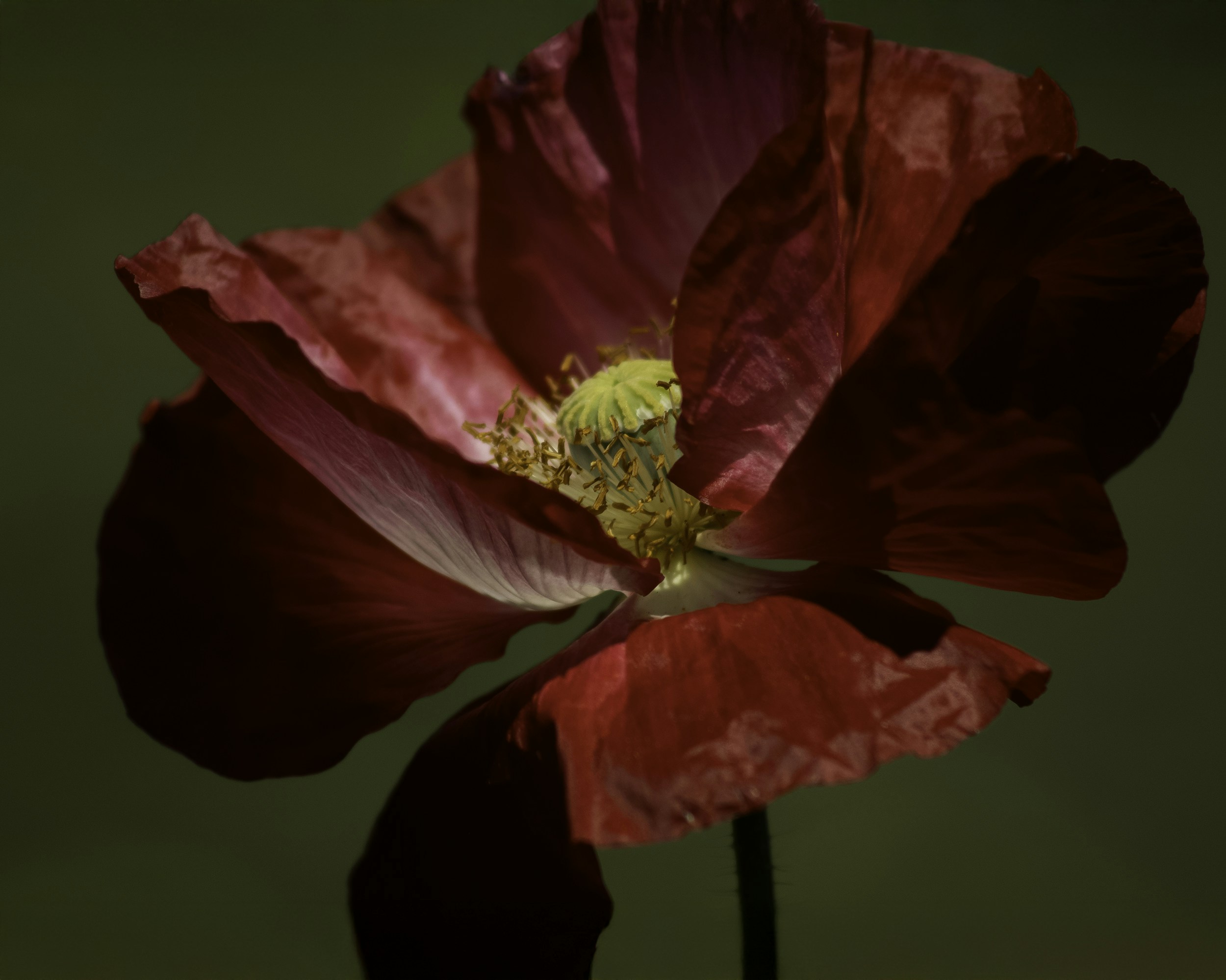 red poppy in the backyard