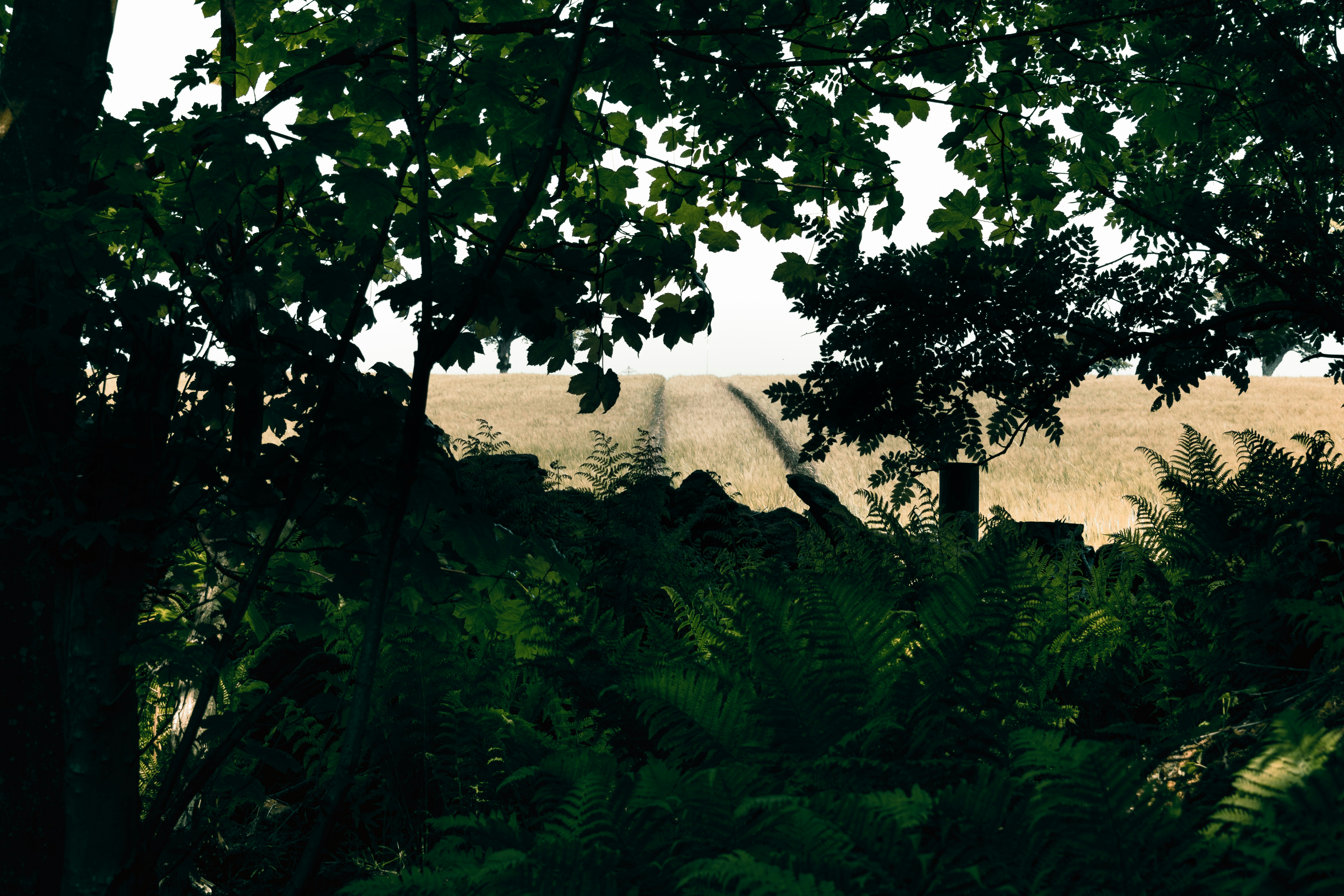 Lush green foliage frames a sunlit field under a canopy of leaves, creating a tranquil contrast.